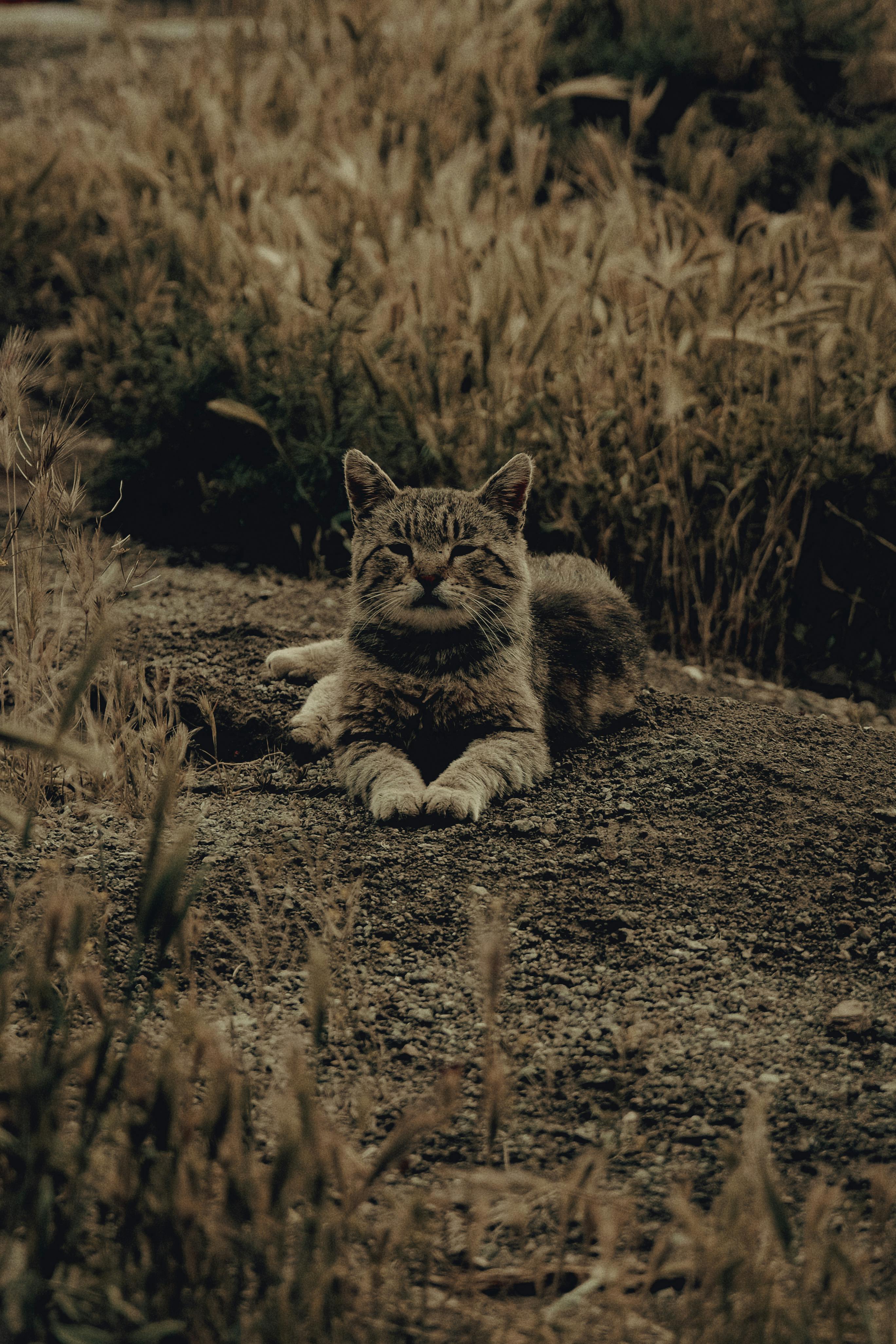 Freepik Photos, Download The BEST Free Freepik Stock Photos & HD Images