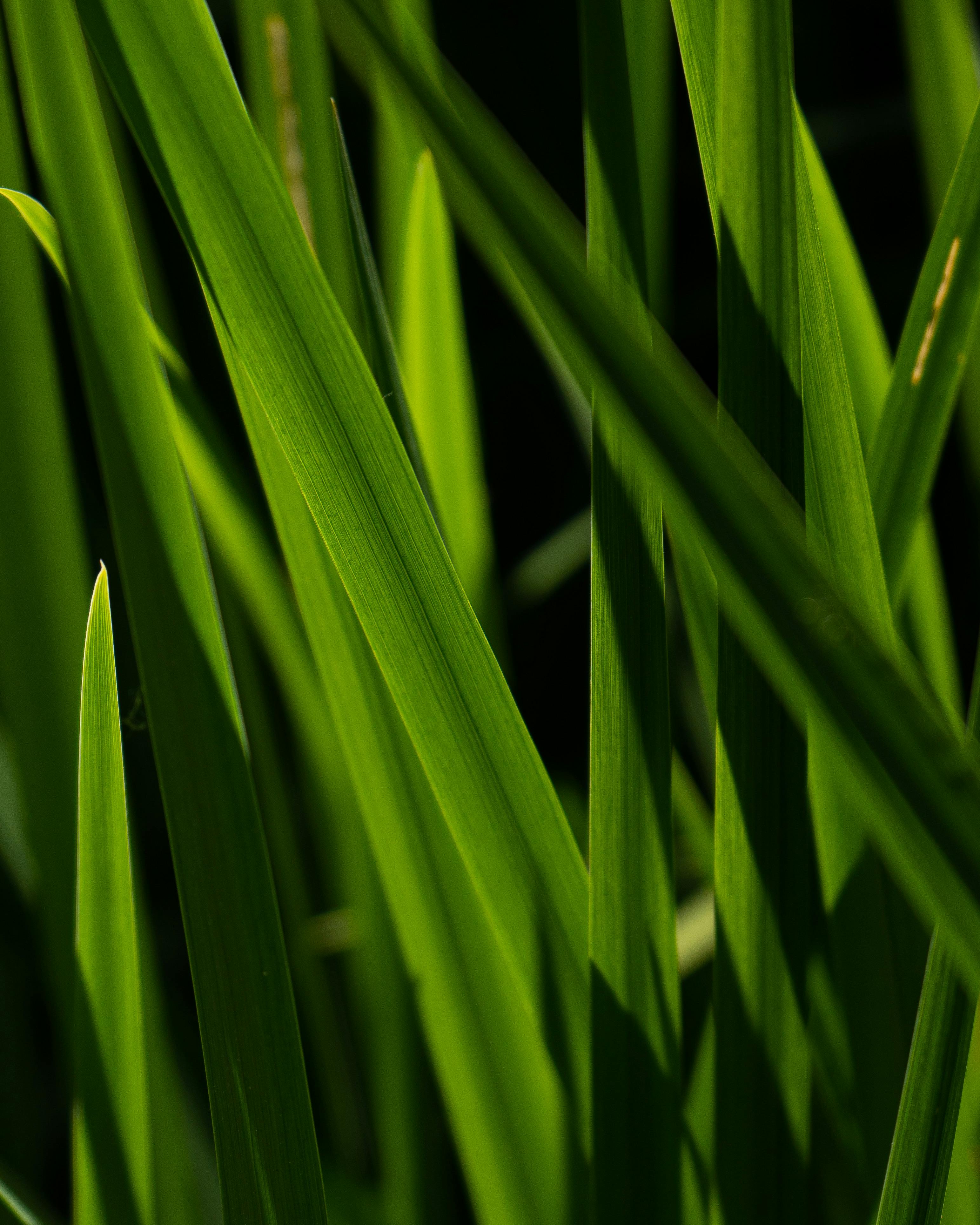 Slim Photos, Download The BEST Free Slim Stock Photos & HD Images