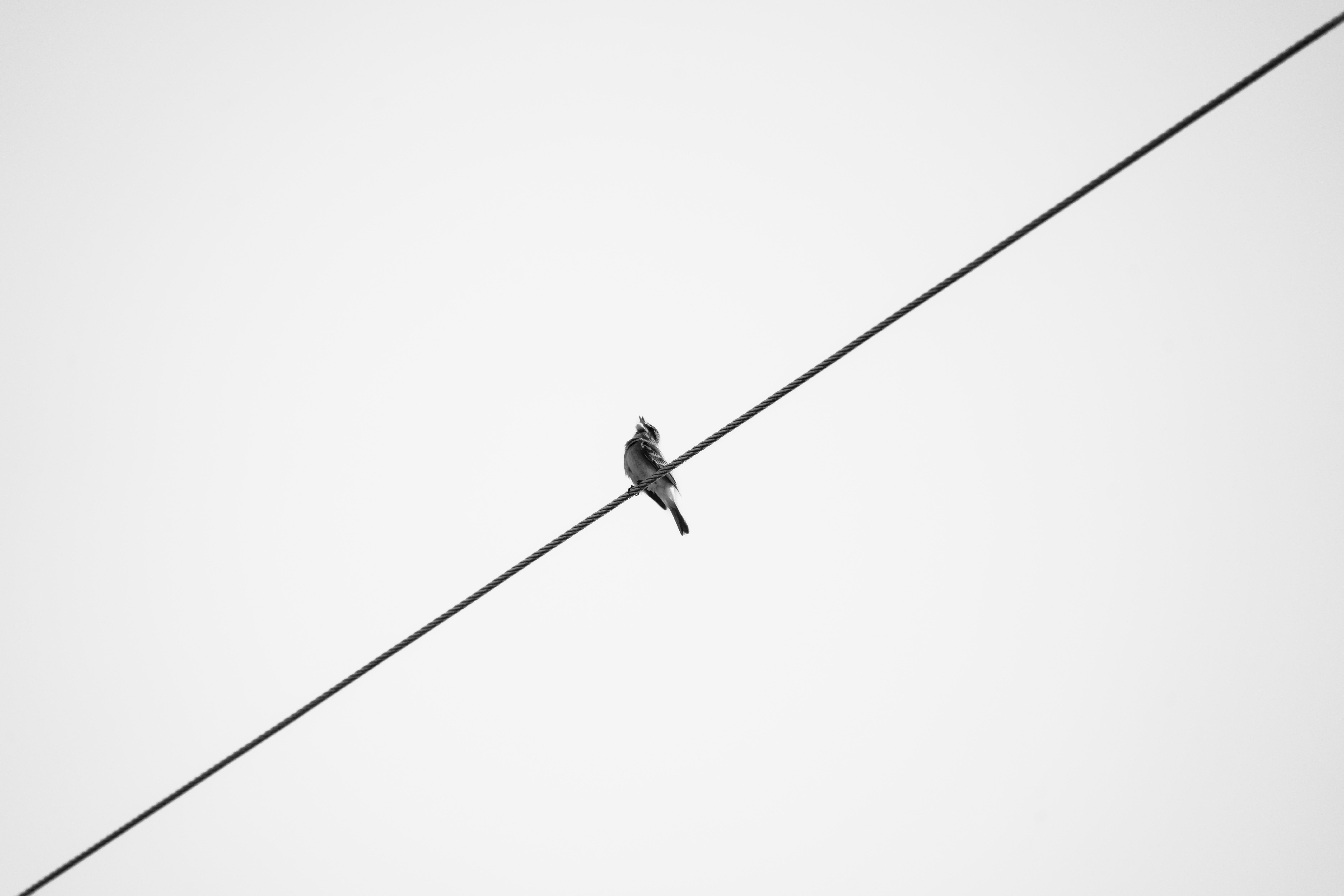 Low Angle View of Birds Sitting on Wire · Free Stock Photo