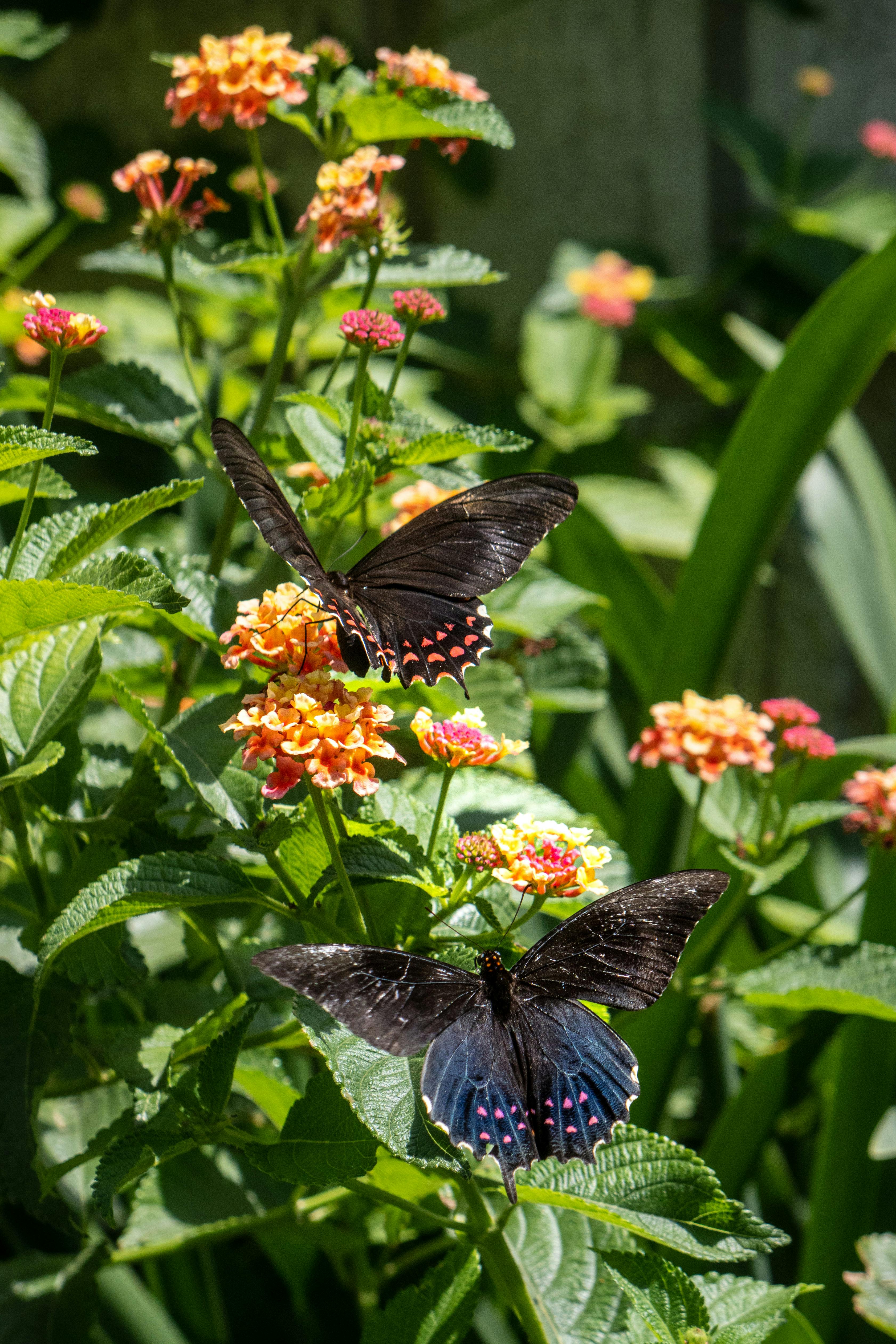 13 Butterflies Photos, Download The BEST Free 13 Butterflies Stock ...