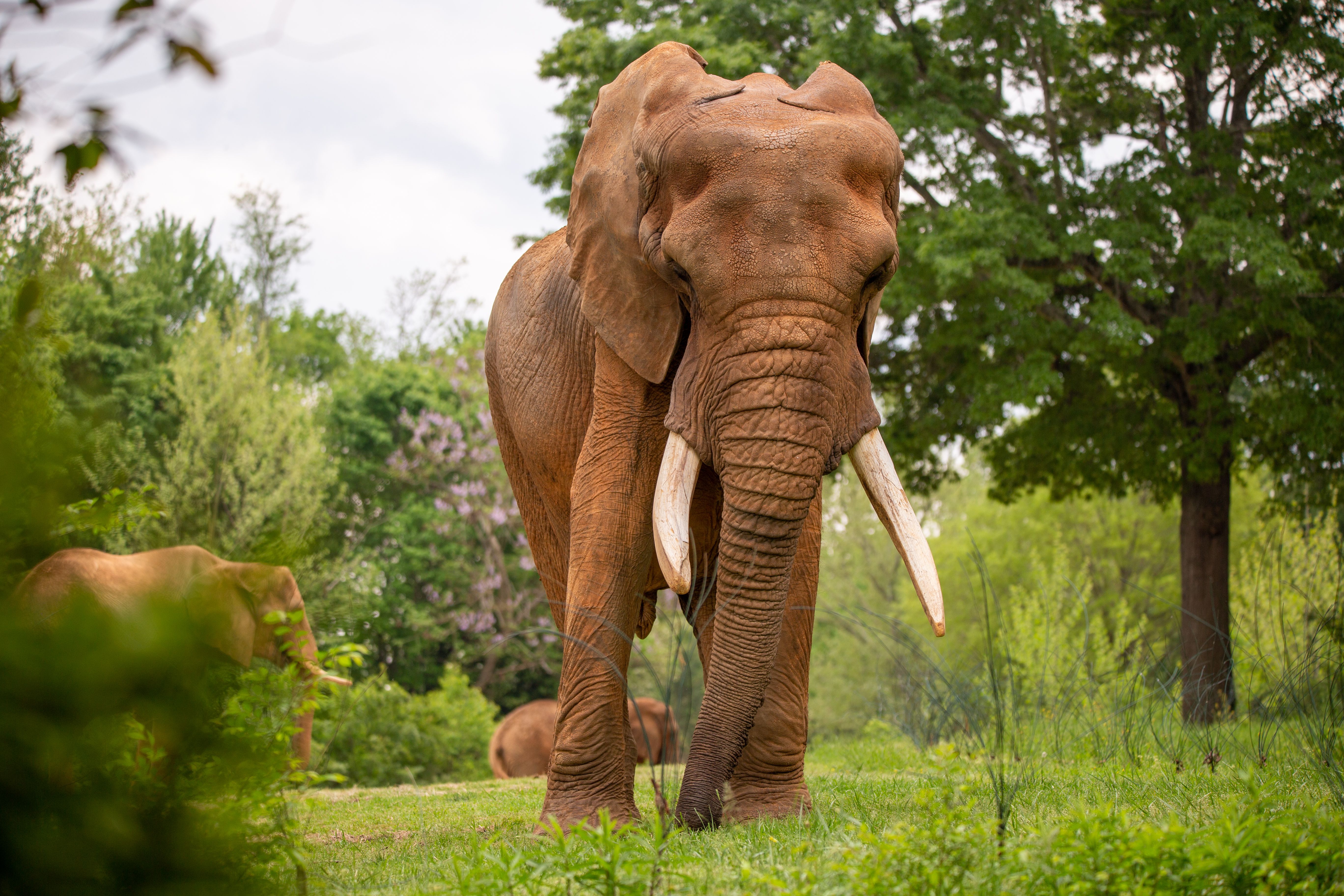 Srilankan Domestic Elephant In Kandy Esala Perahera Photography ...