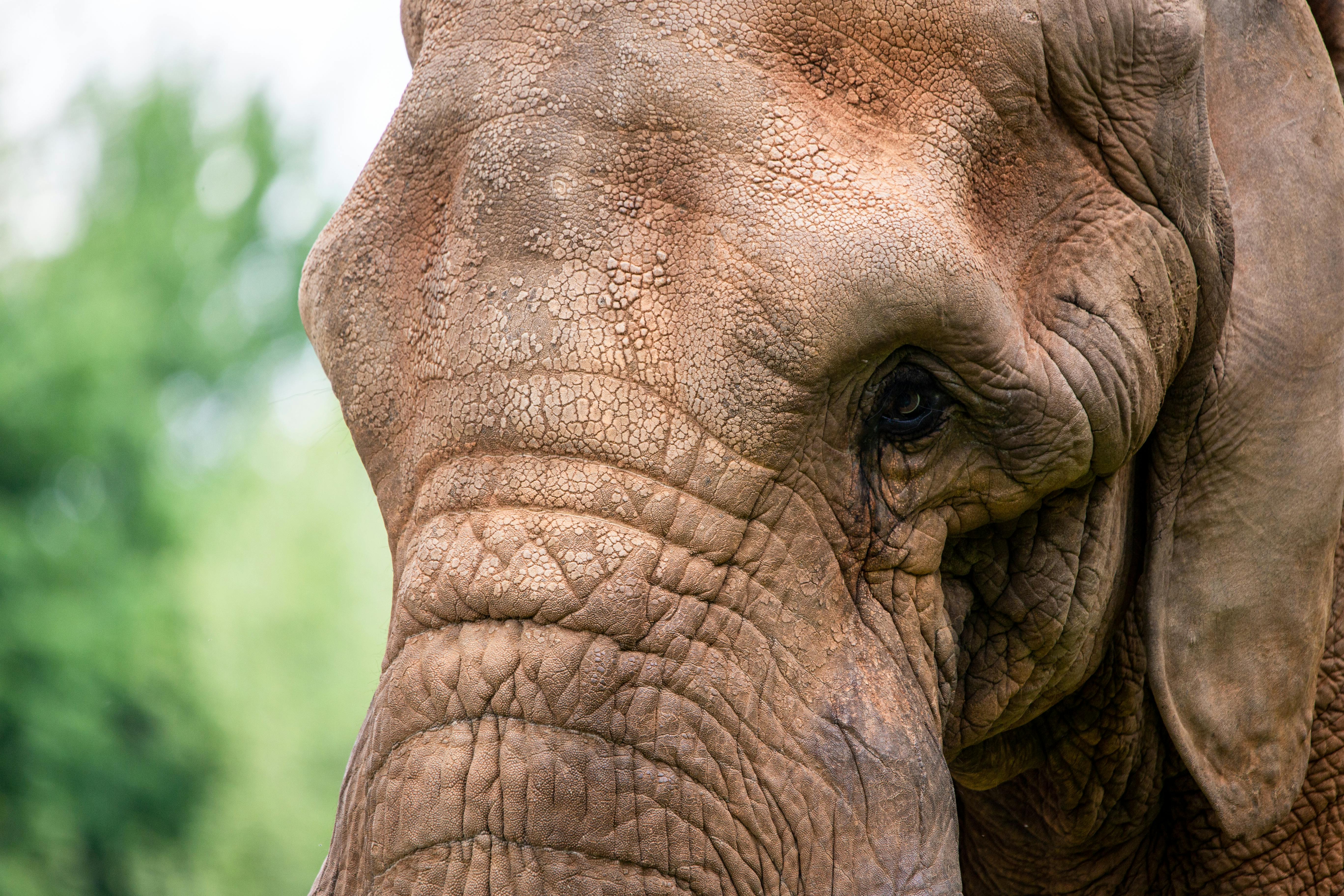 Elephant Sculpture · Free Stock Photo