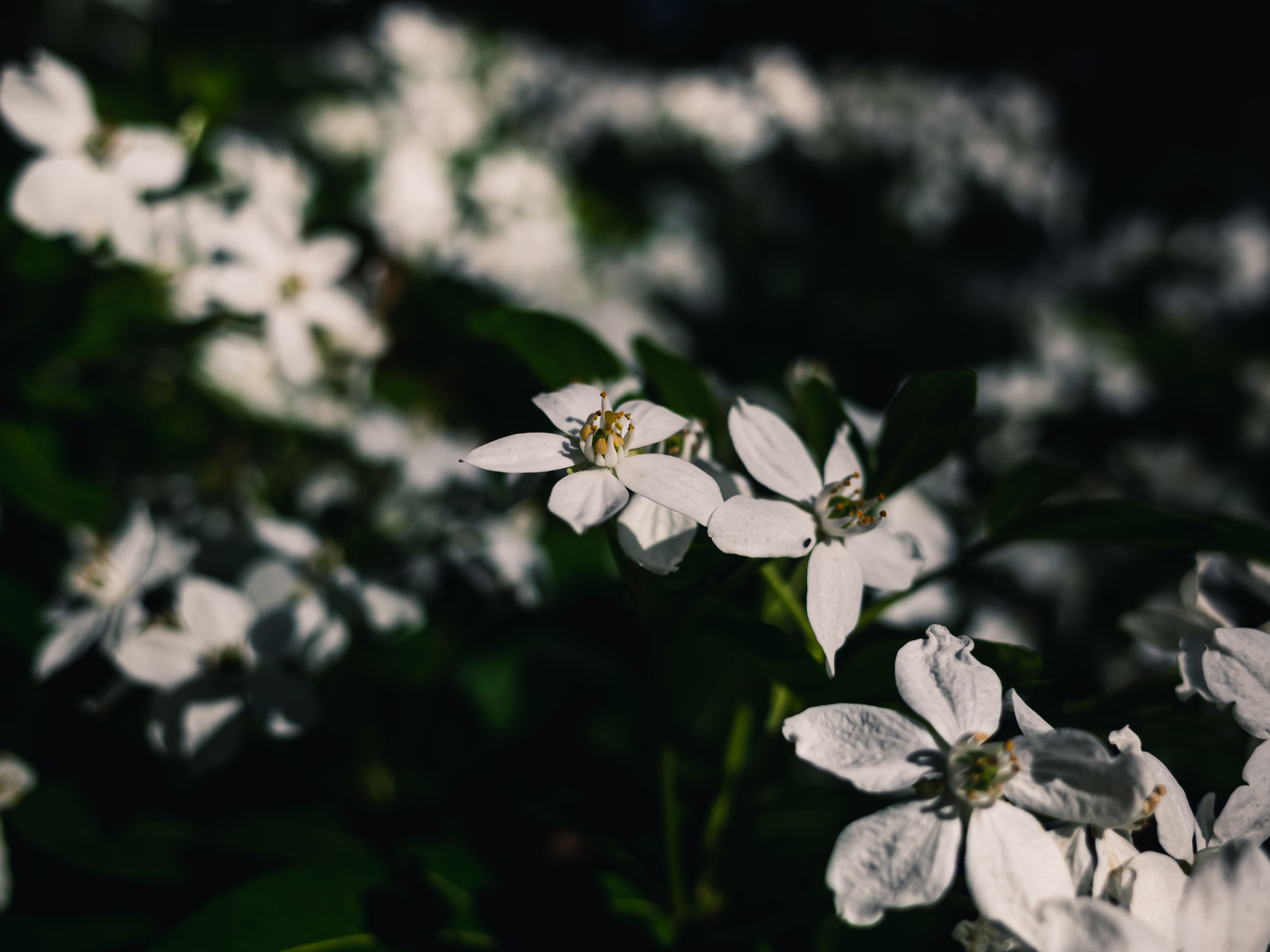 Close up of Flowers · Free Stock Photo
