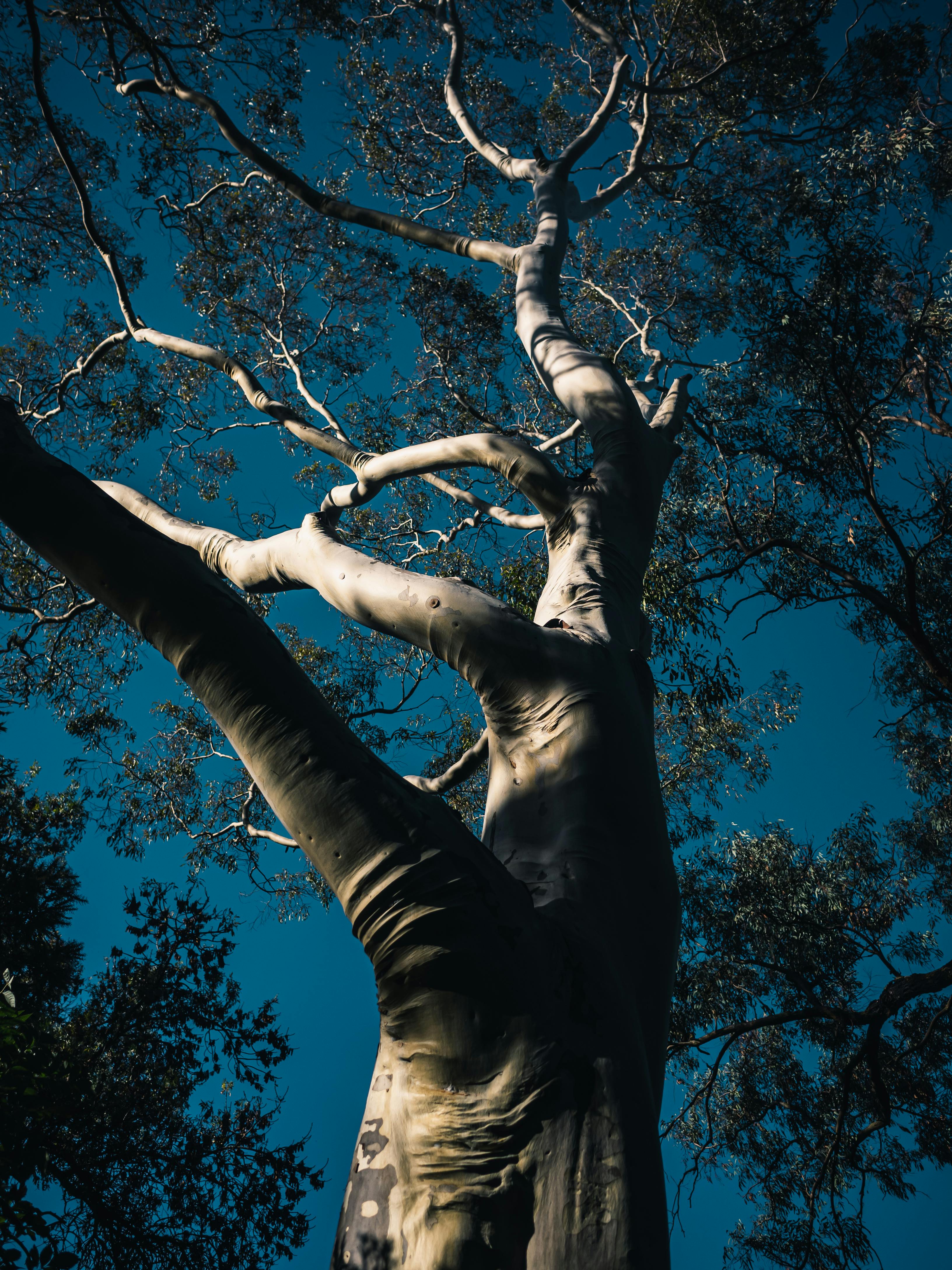 Close up of Huge Tree · Free Stock Photo