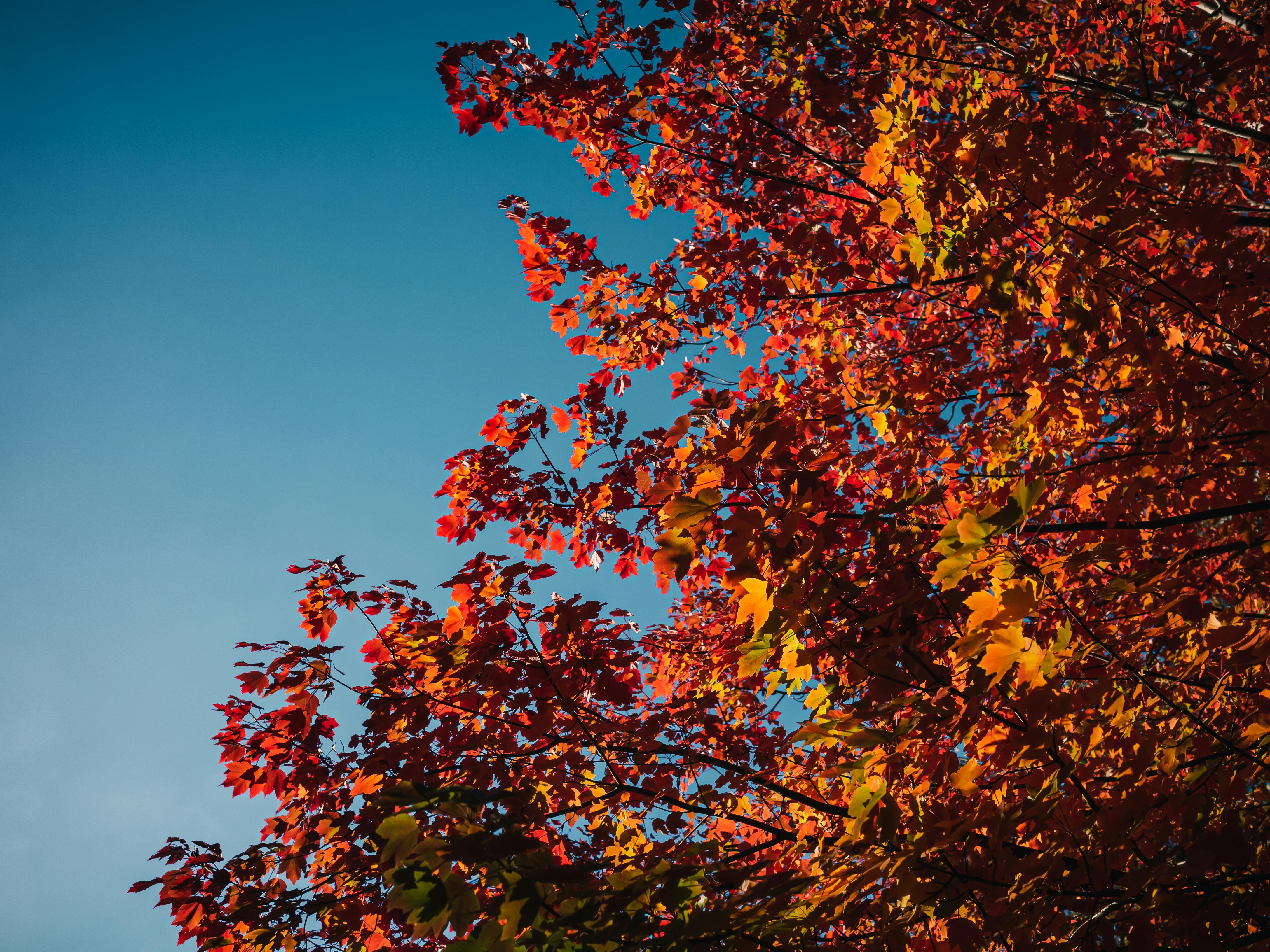 Red Tree Leaves in Autumn · Free Stock Photo