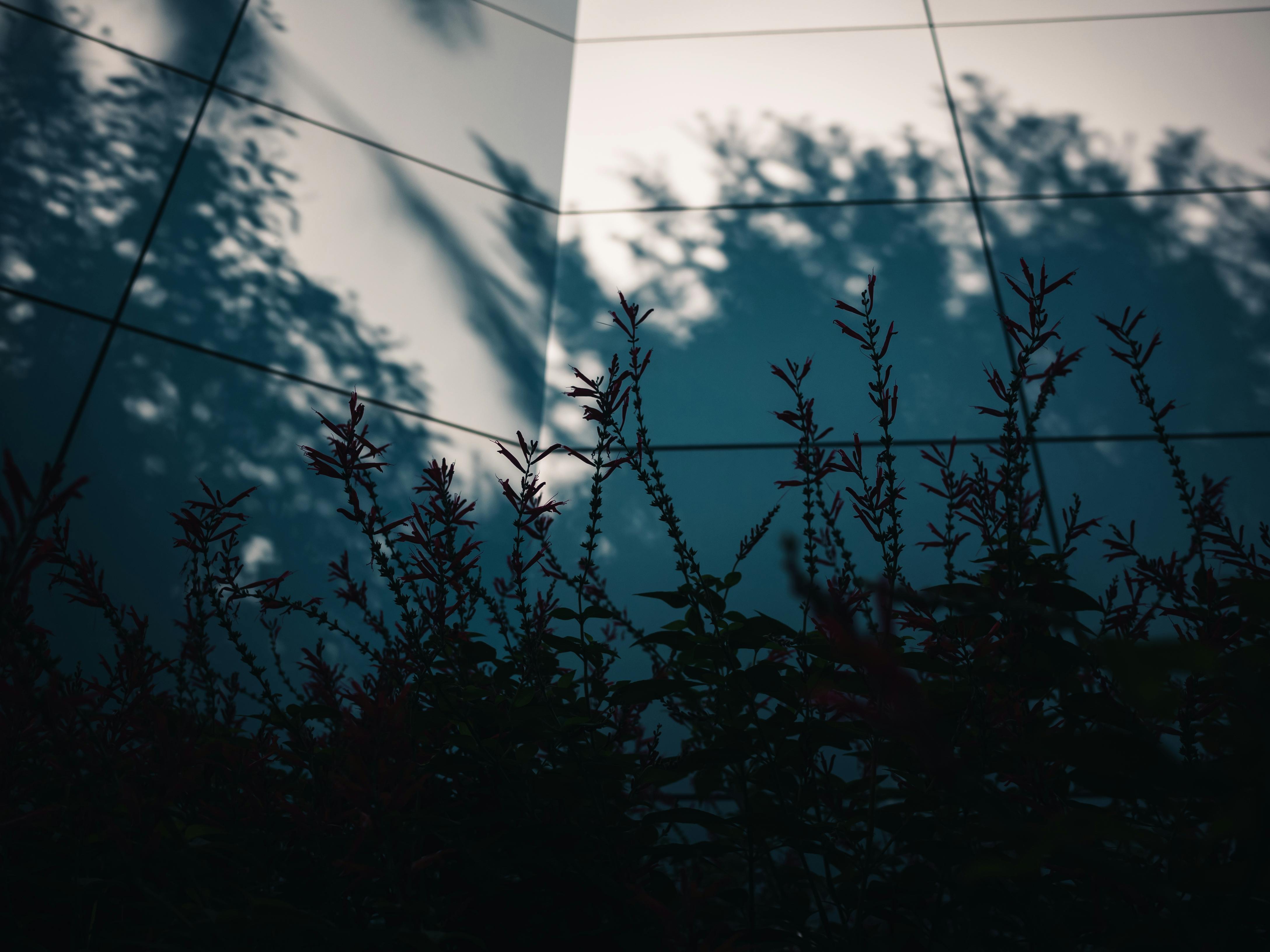 A Dry Tree Casting Shadow on a Wall · Free Stock Photo