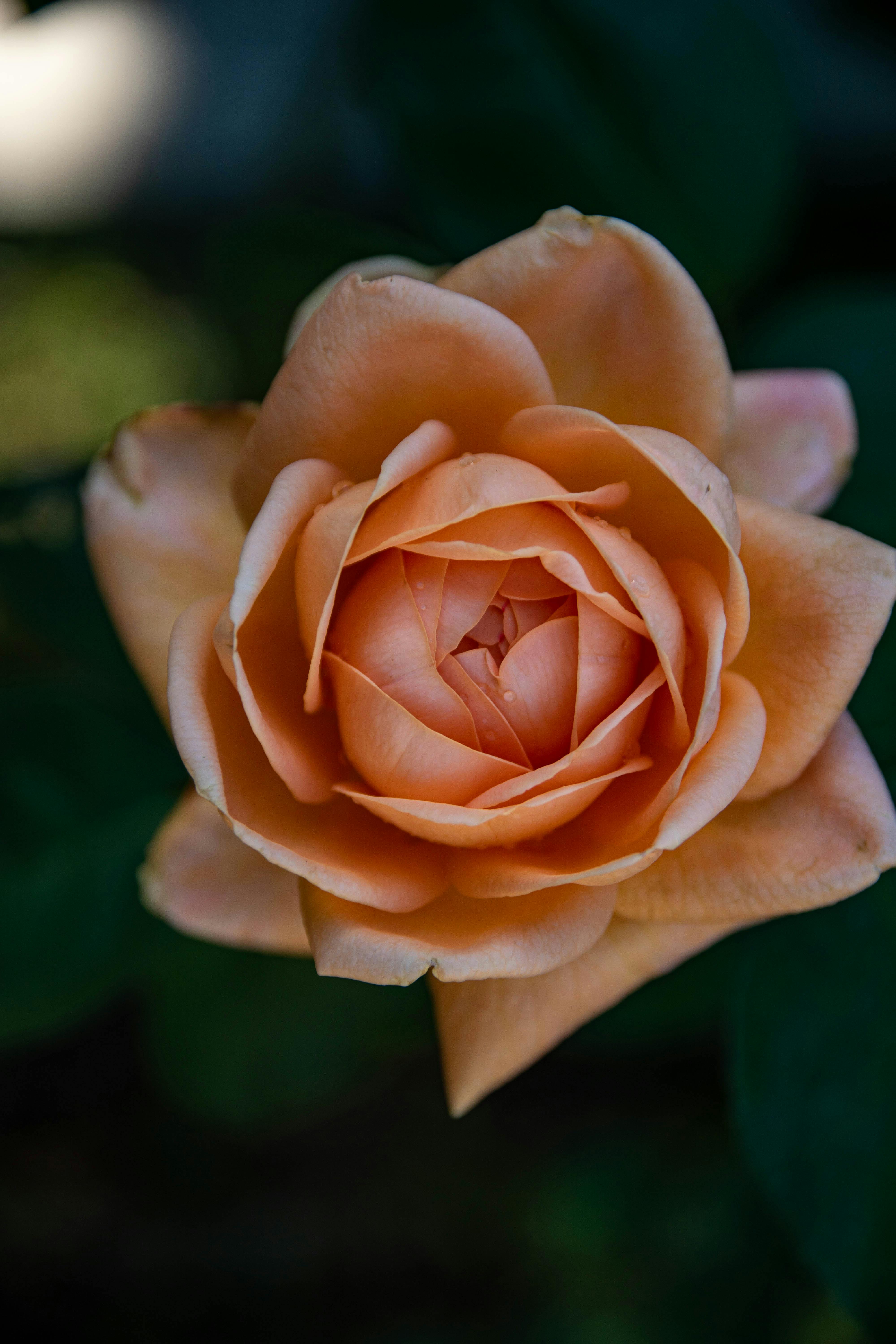 Top View of Beige Rose · Free Stock Photo