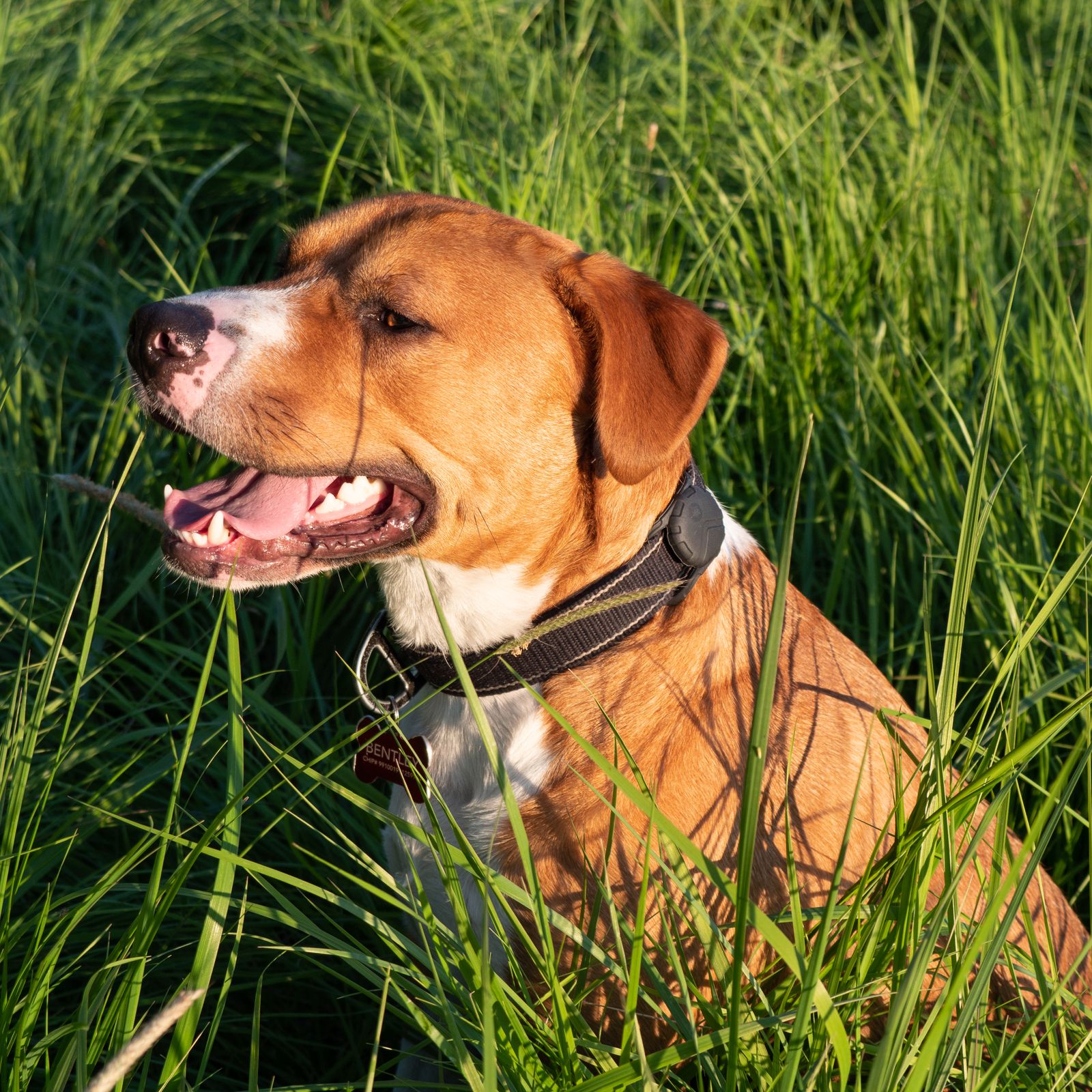 Pit Bull Dog Photos, Download The BEST Free Pit Bull Dog Stock Photos ...