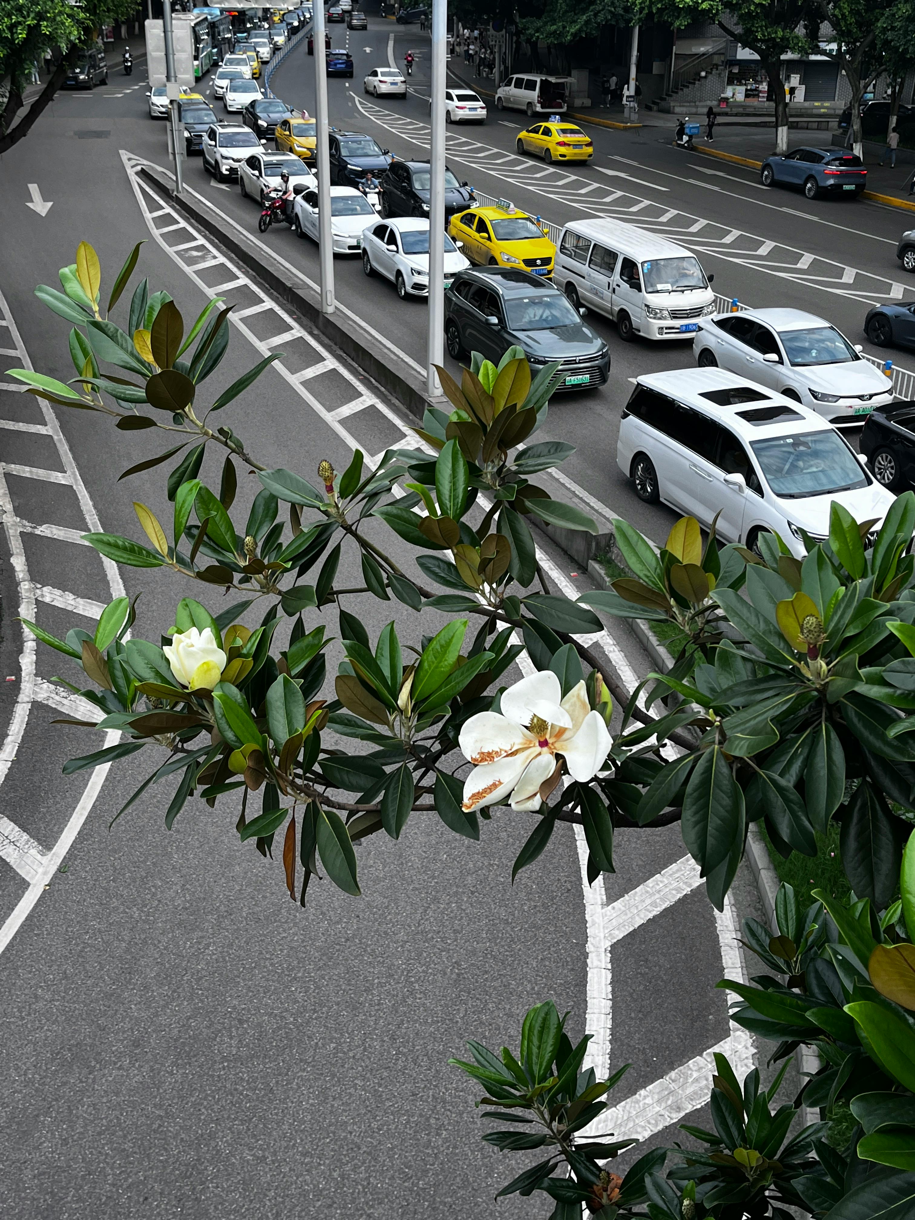 View of a Branch of Magnolia Tree and Traffic on an Asphalt Street ...