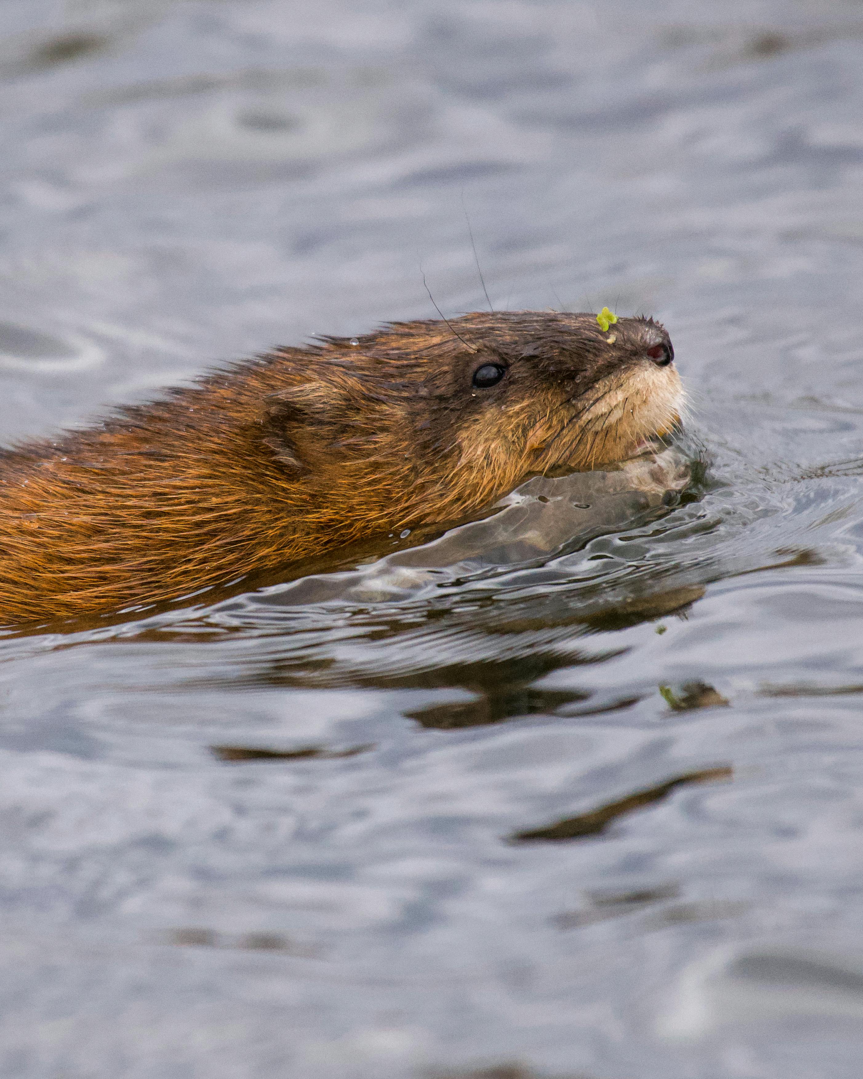 Close-up Photo of a Muskrat in the Water · Free Stock Photo