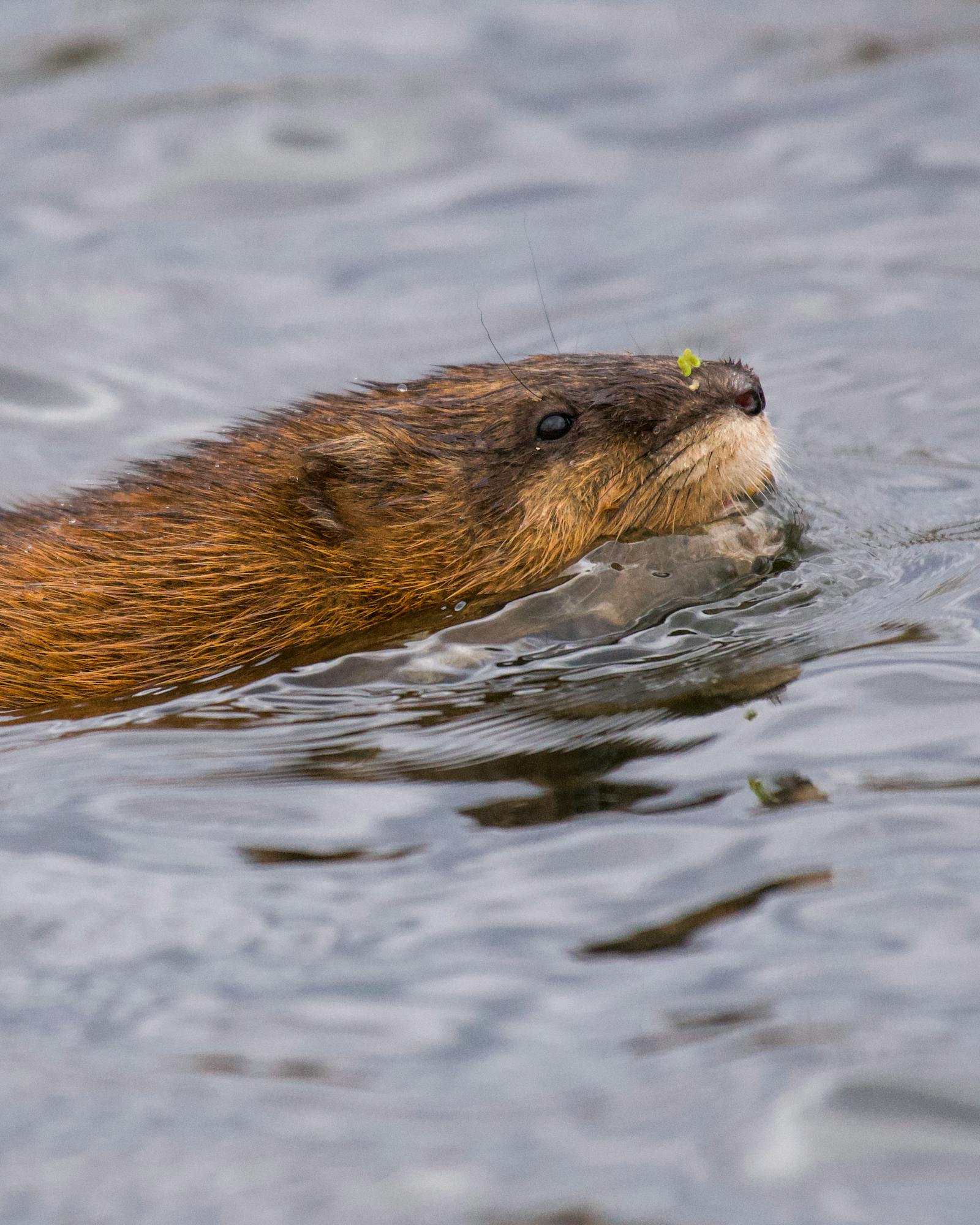 Muskrat Photos, Download The BEST Free Muskrat Stock Photos & HD Images