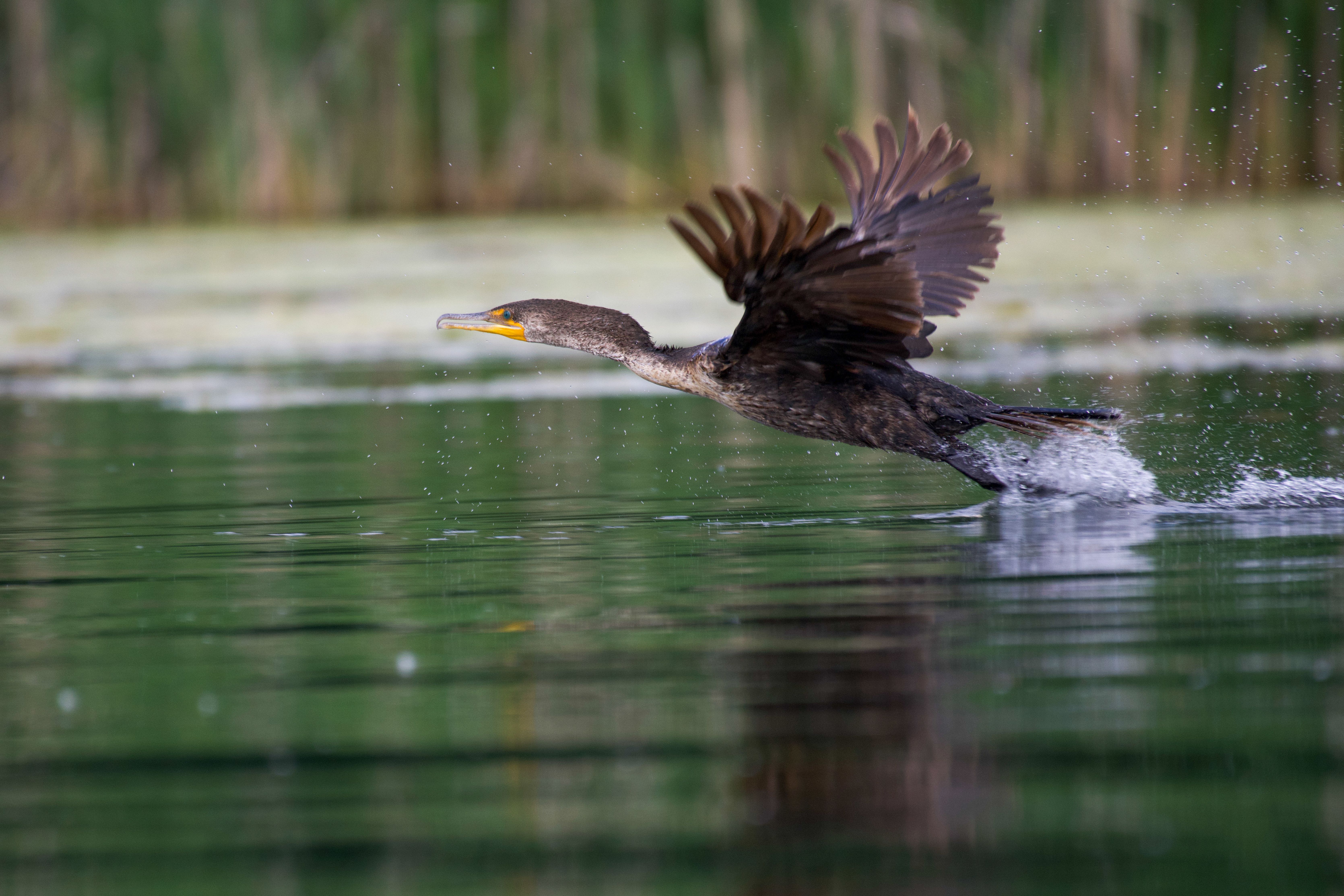 Close up of Flying Cormorant · Free Stock Photo