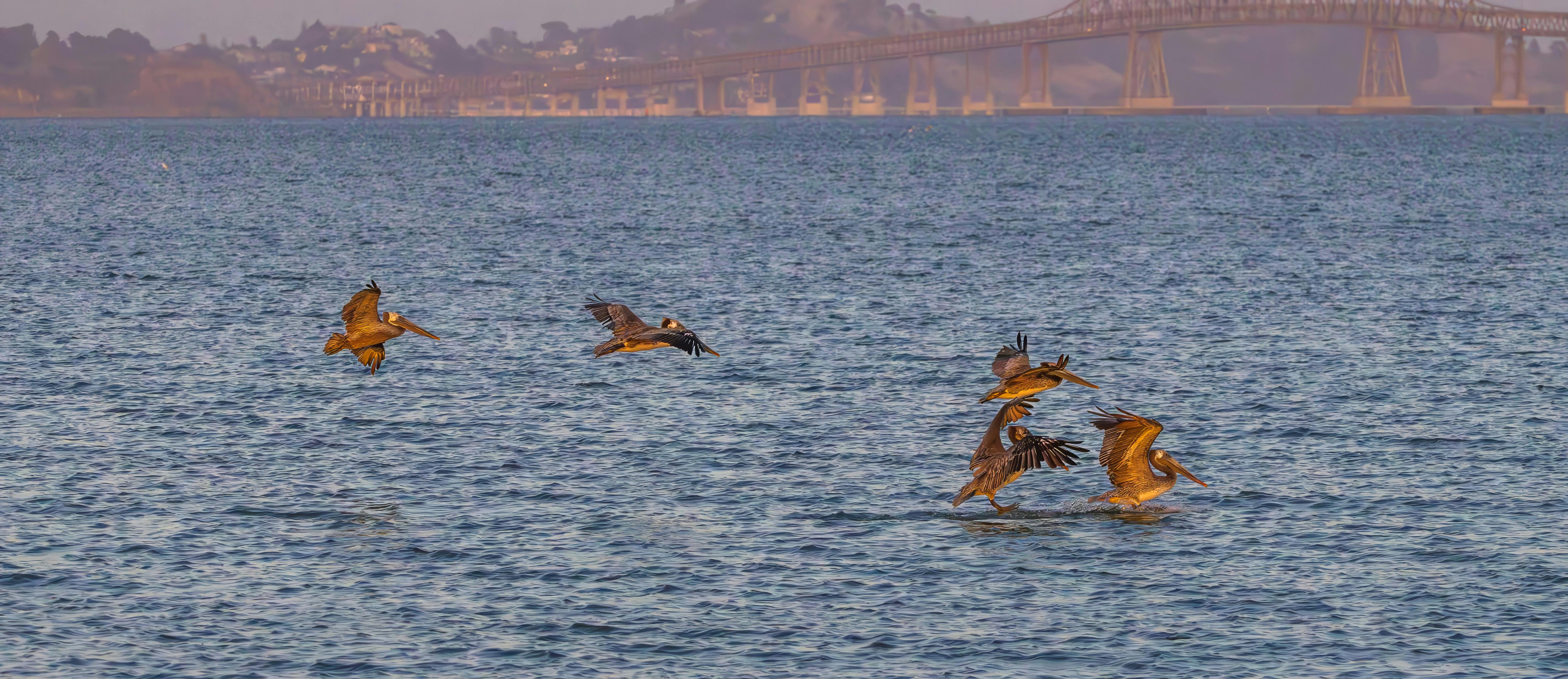 Pelicans Landing in Water · Free Stock Photo