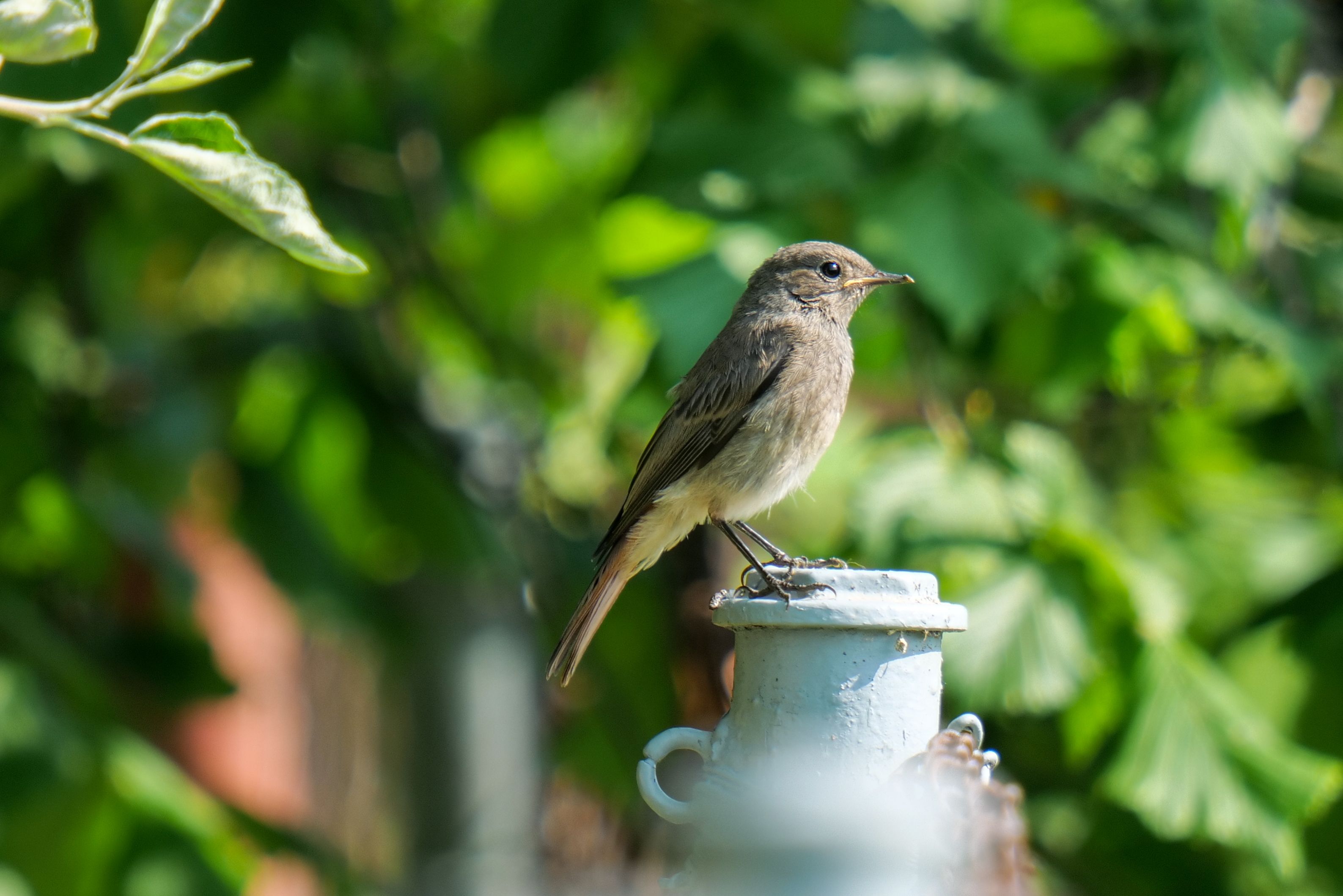 Bird Videography Photos, Download The BEST Free Bird Videography Stock ...