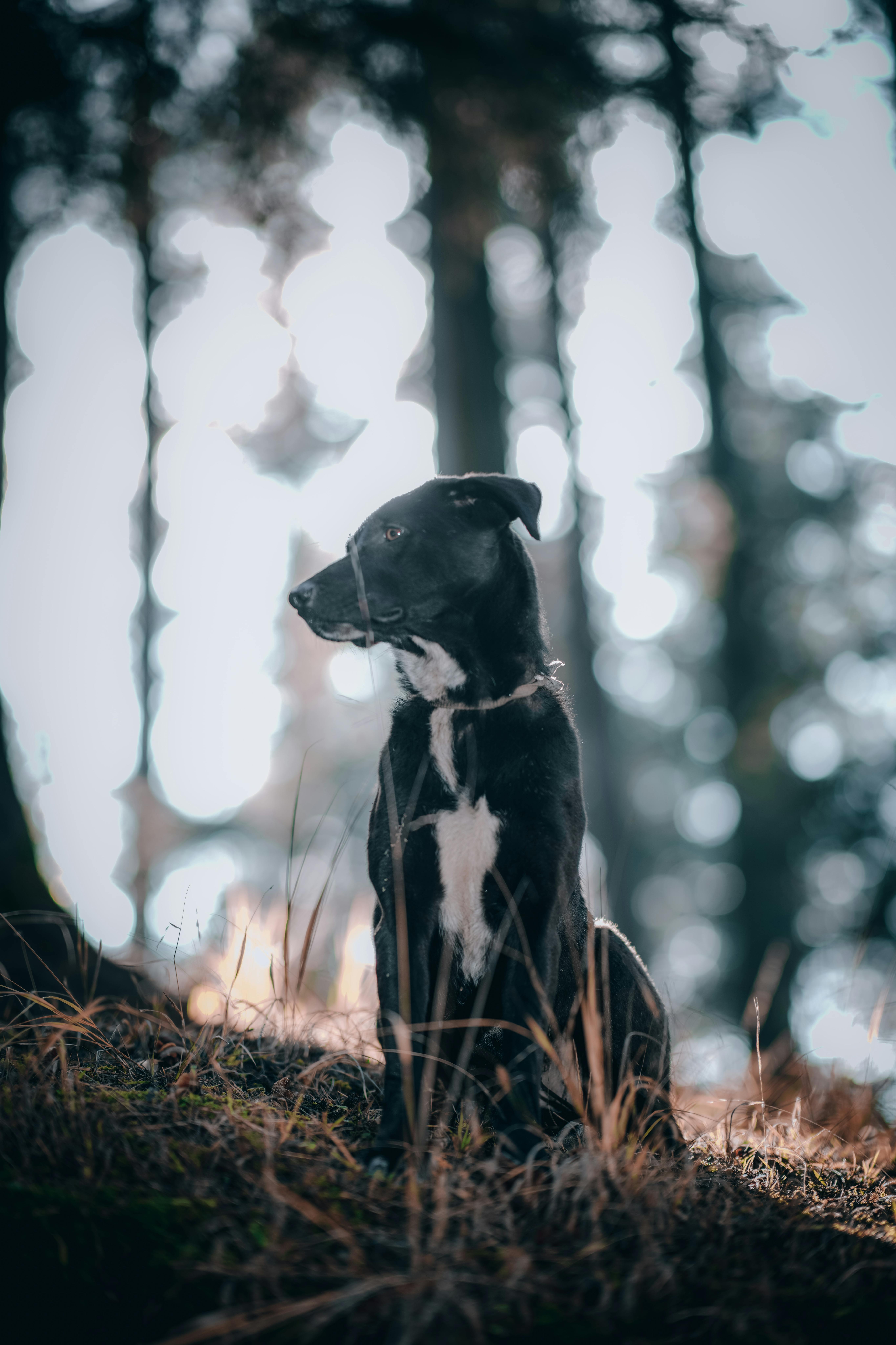 Cute Dog Pic Photos, Download The BEST Free Cute Dog Pic Stock Photos ...