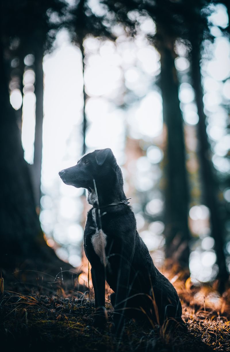 Dog Poop Photos, Download The BEST Free Dog Poop Stock Photos & HD Images