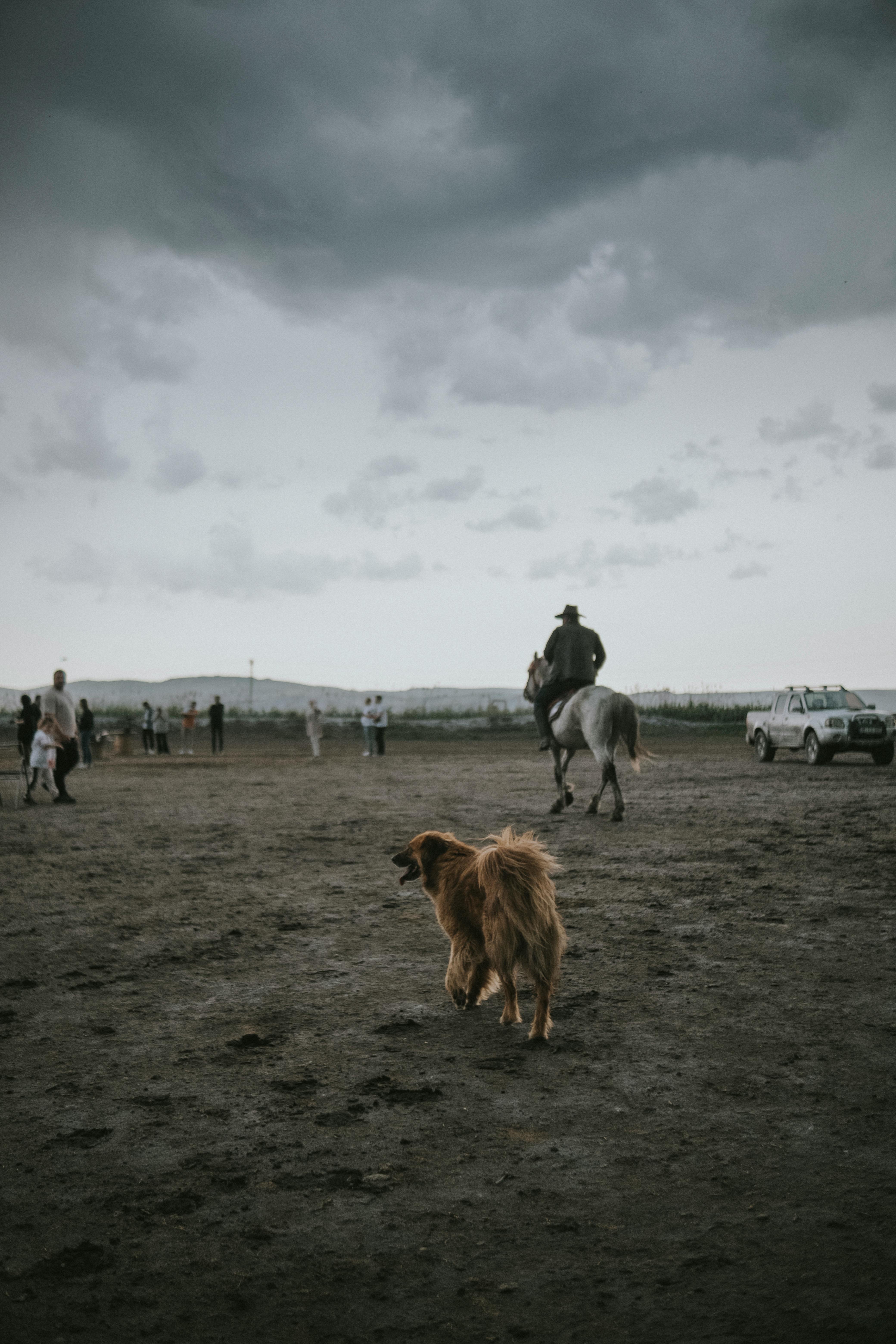 Dog in Countryside · Free Stock Photo