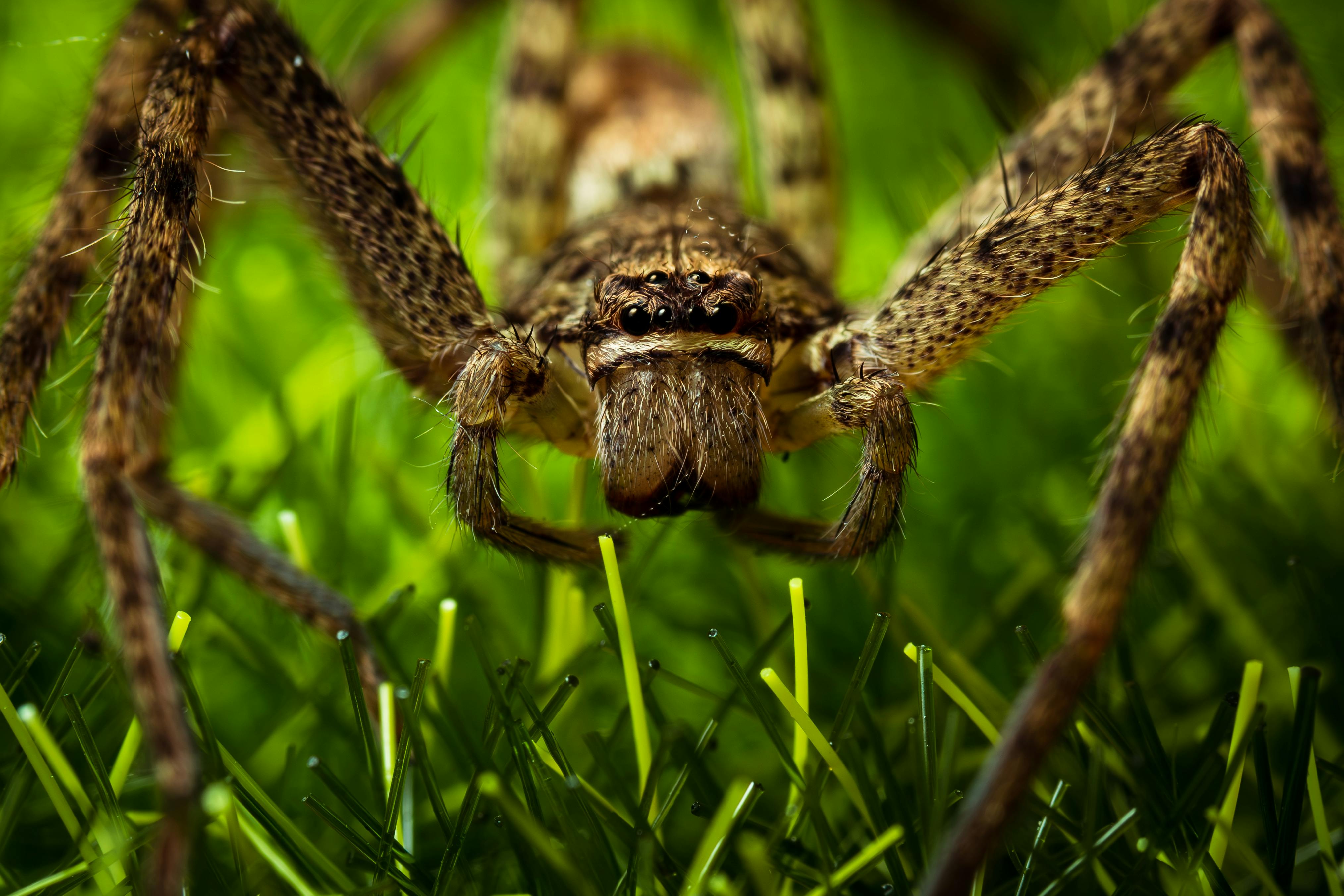 Close-up on Crab Spider Standing on Leaf · Free Stock Photo