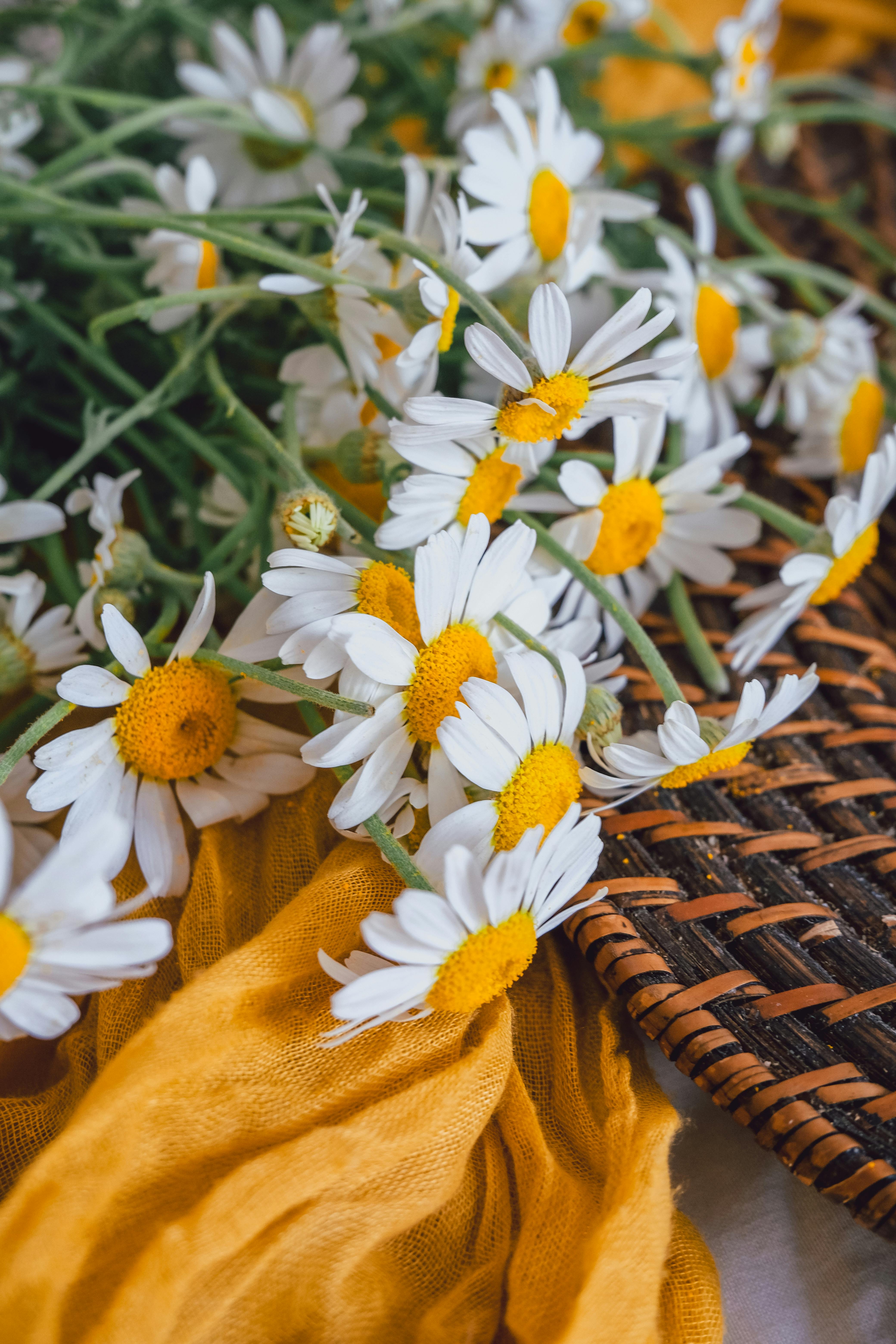 Bouquet of Chamomile Lying on Yellow Fabric · Free Stock Photo