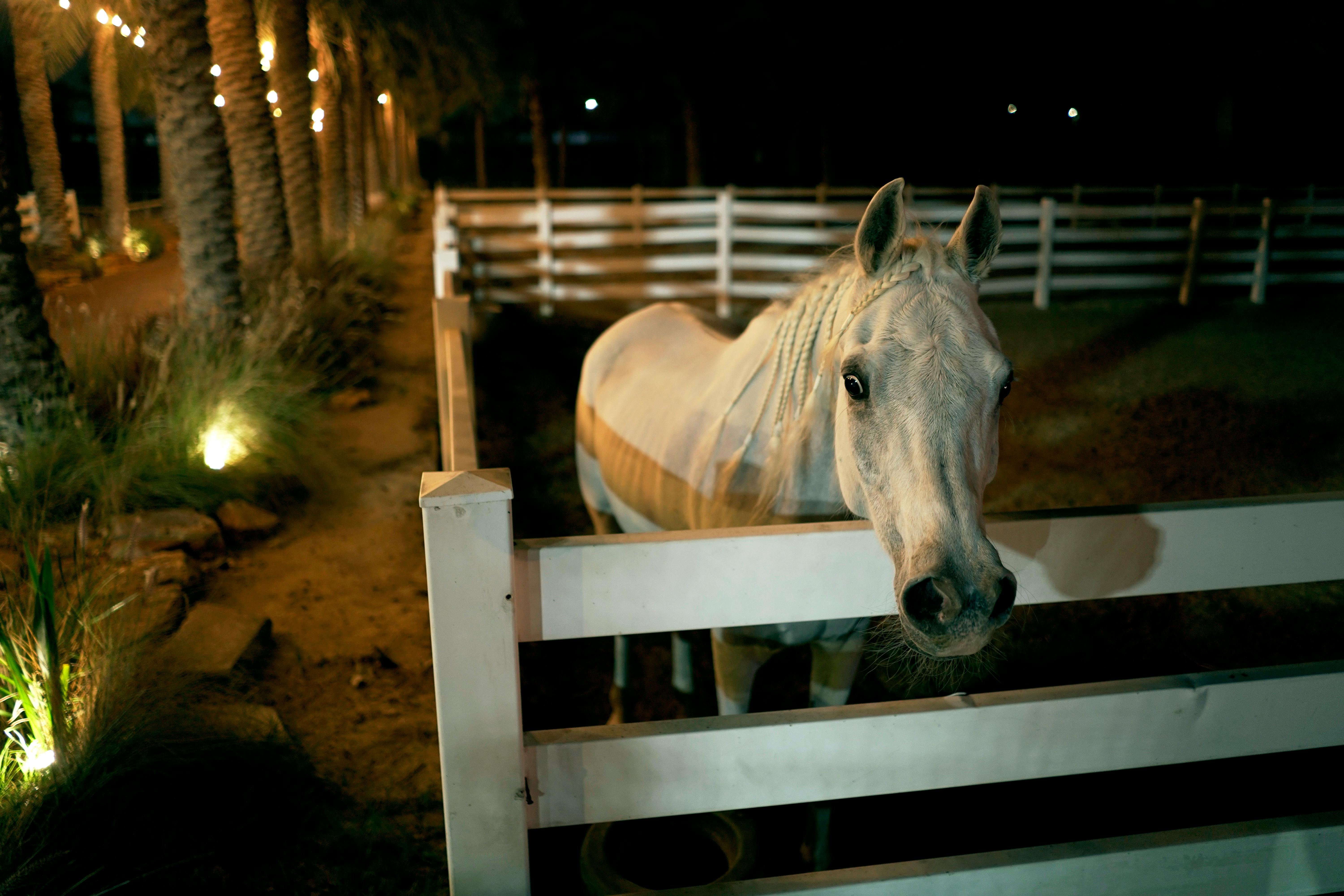 Ranch Night Photos, Download The BEST Free Ranch Night Stock Photos ...