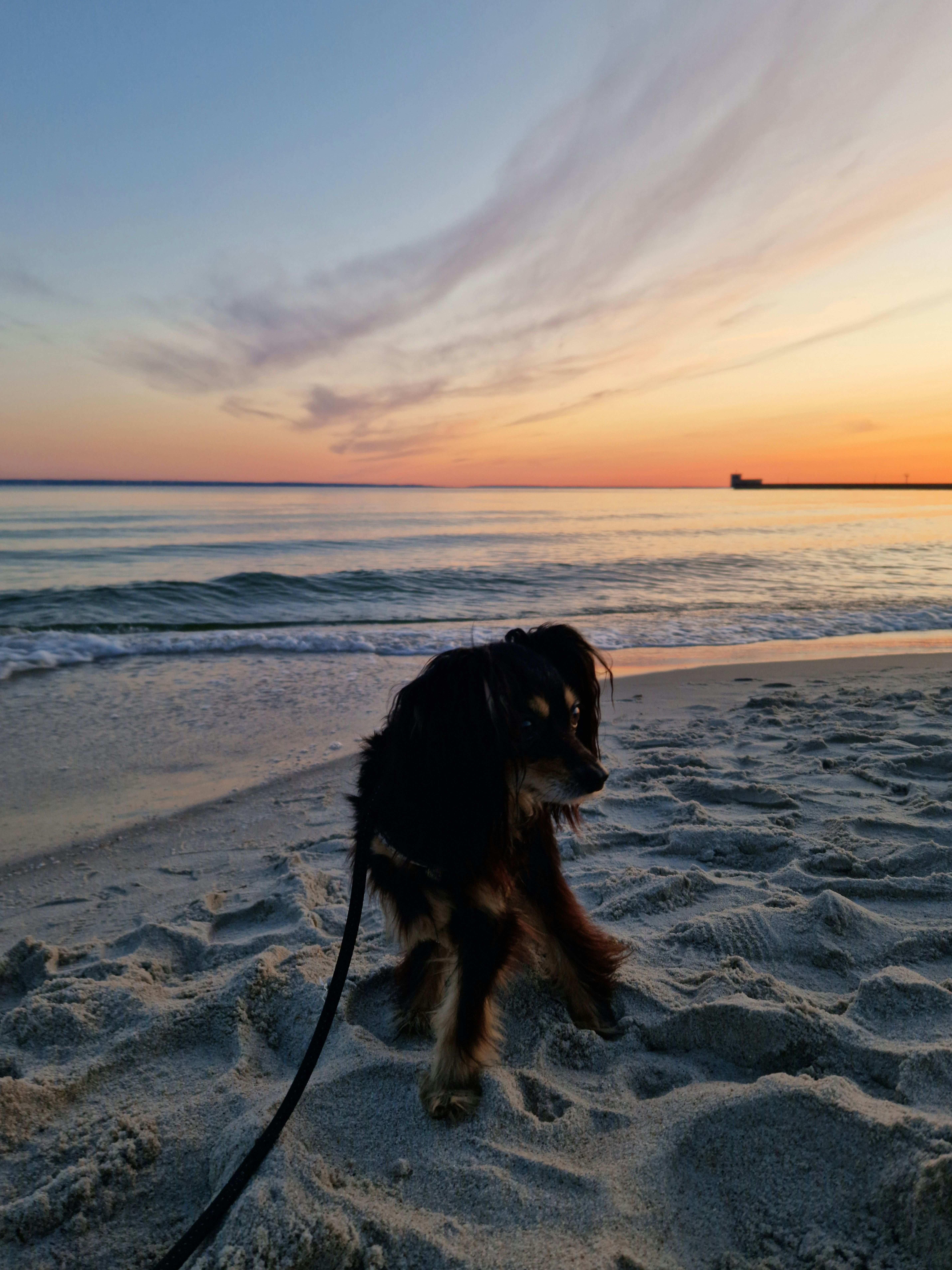 Two Dogs Playing on the Beach · Free Stock Photo