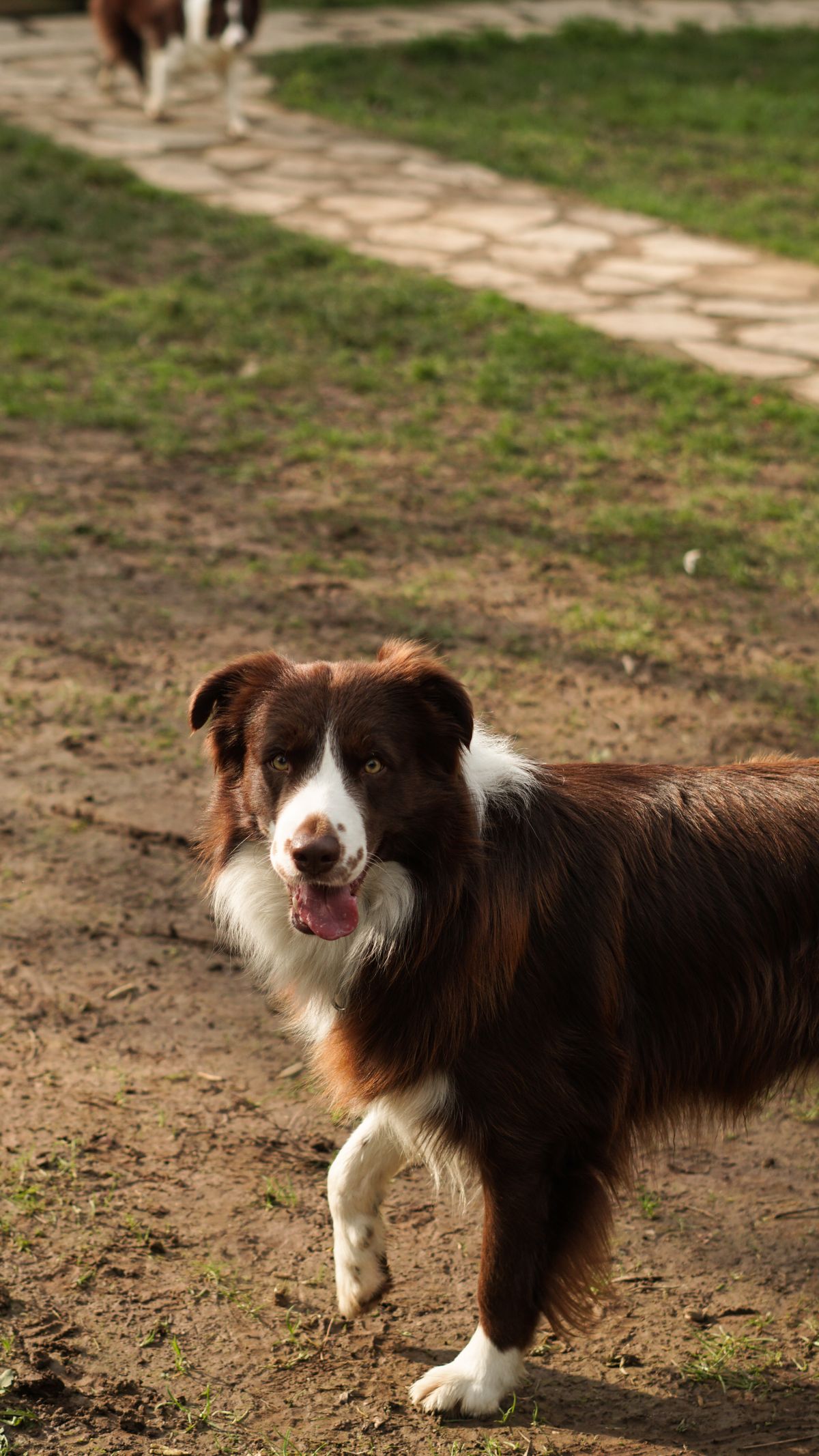 Dog Poop Photos, Download The BEST Free Dog Poop Stock Photos & HD Images