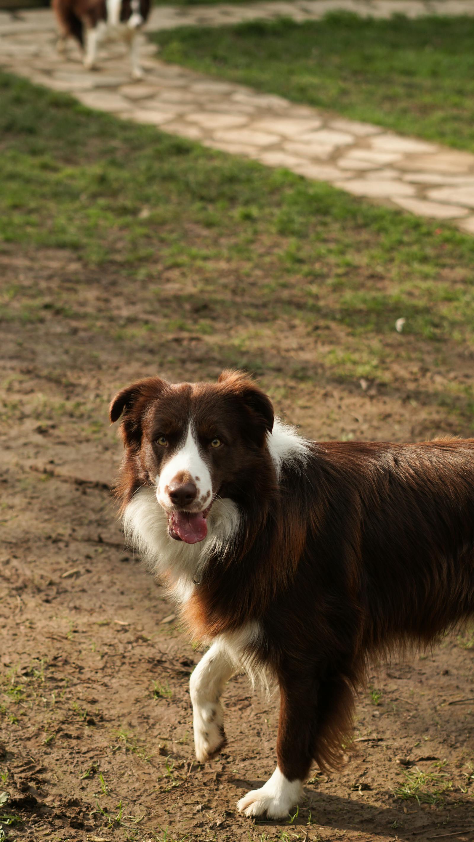 Dog Poop Photos, Download The BEST Free Dog Poop Stock Photos & HD Images