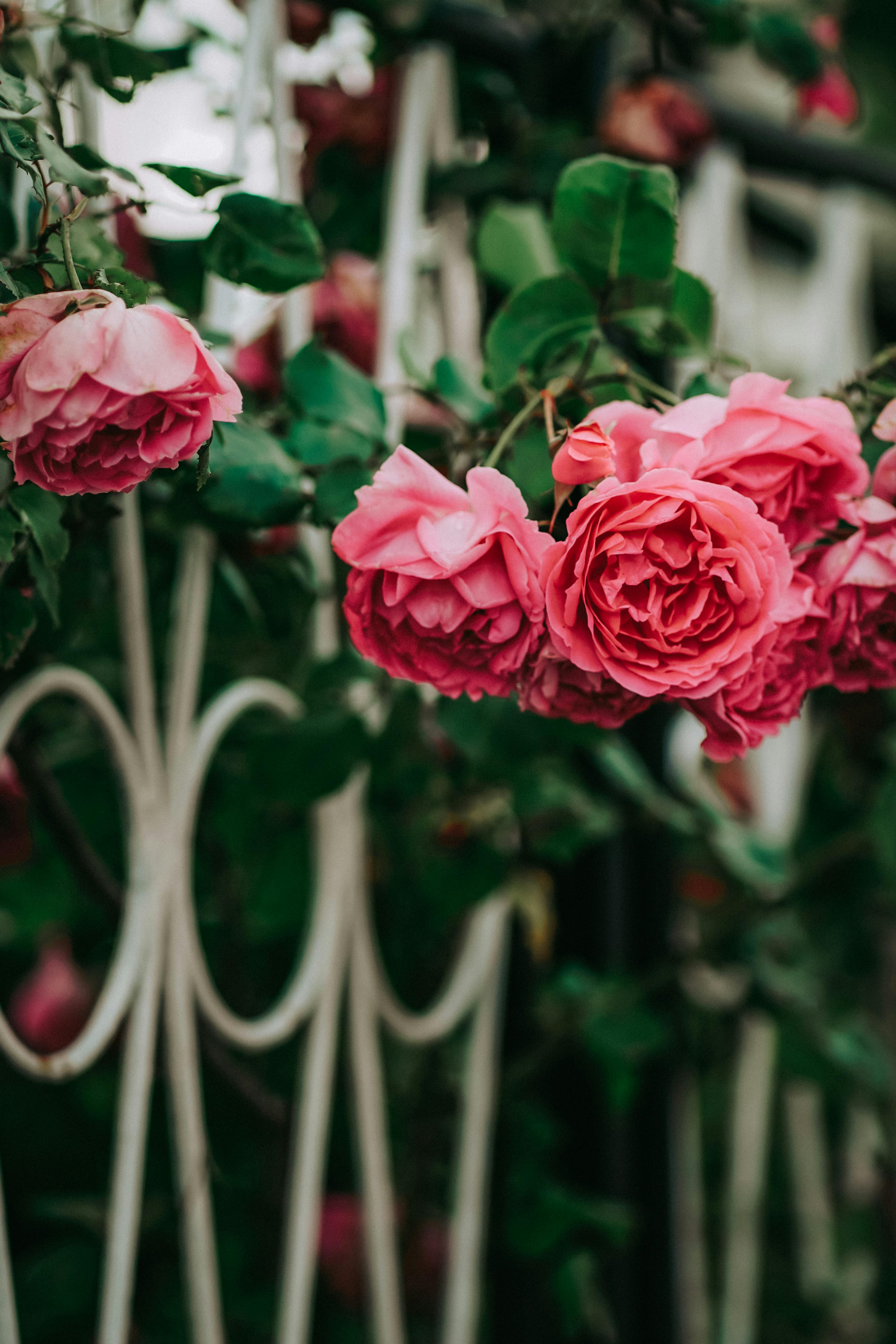 Pink Roses in Nature · Free Stock Photo