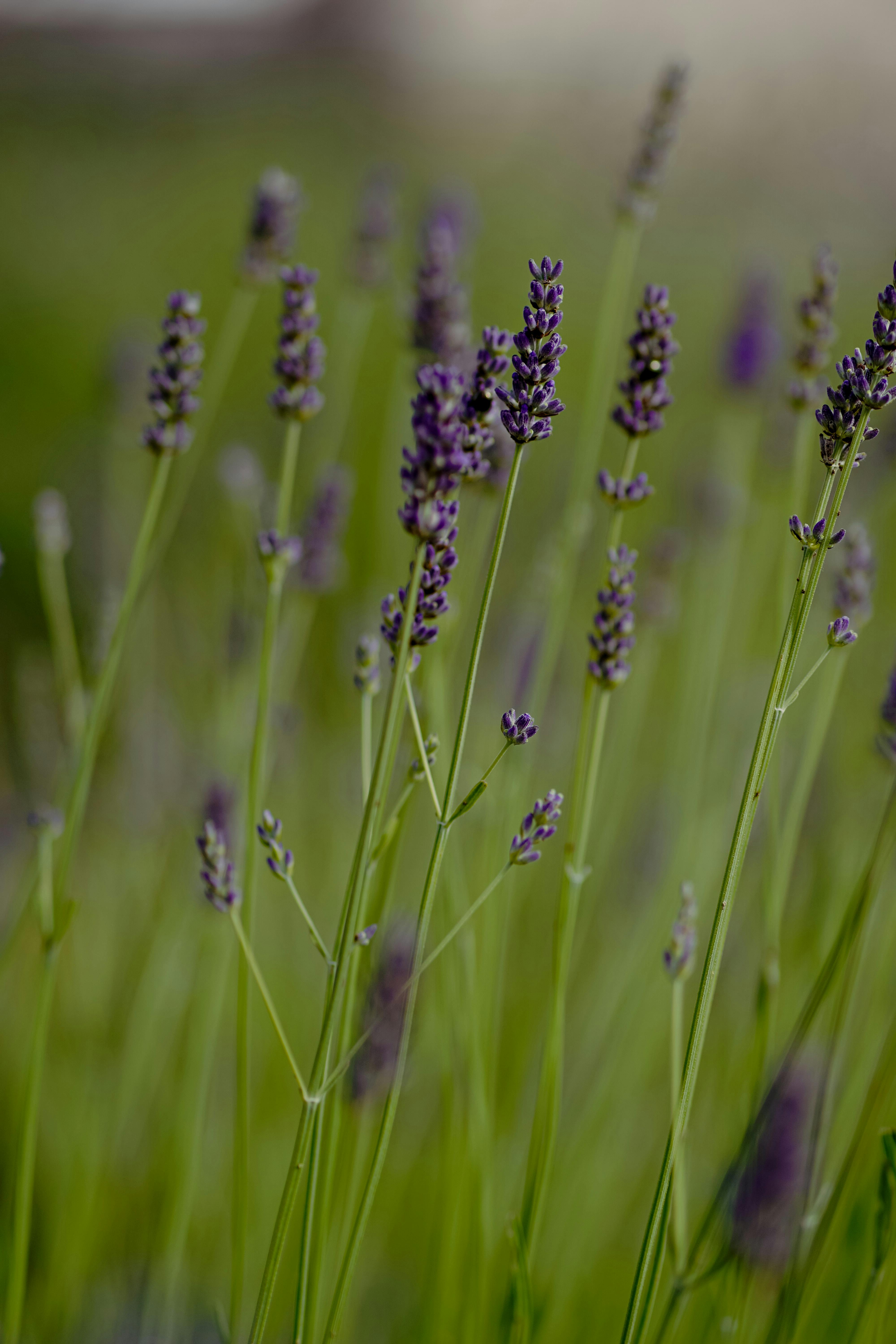 Close up of Lavender · Free Stock Photo
