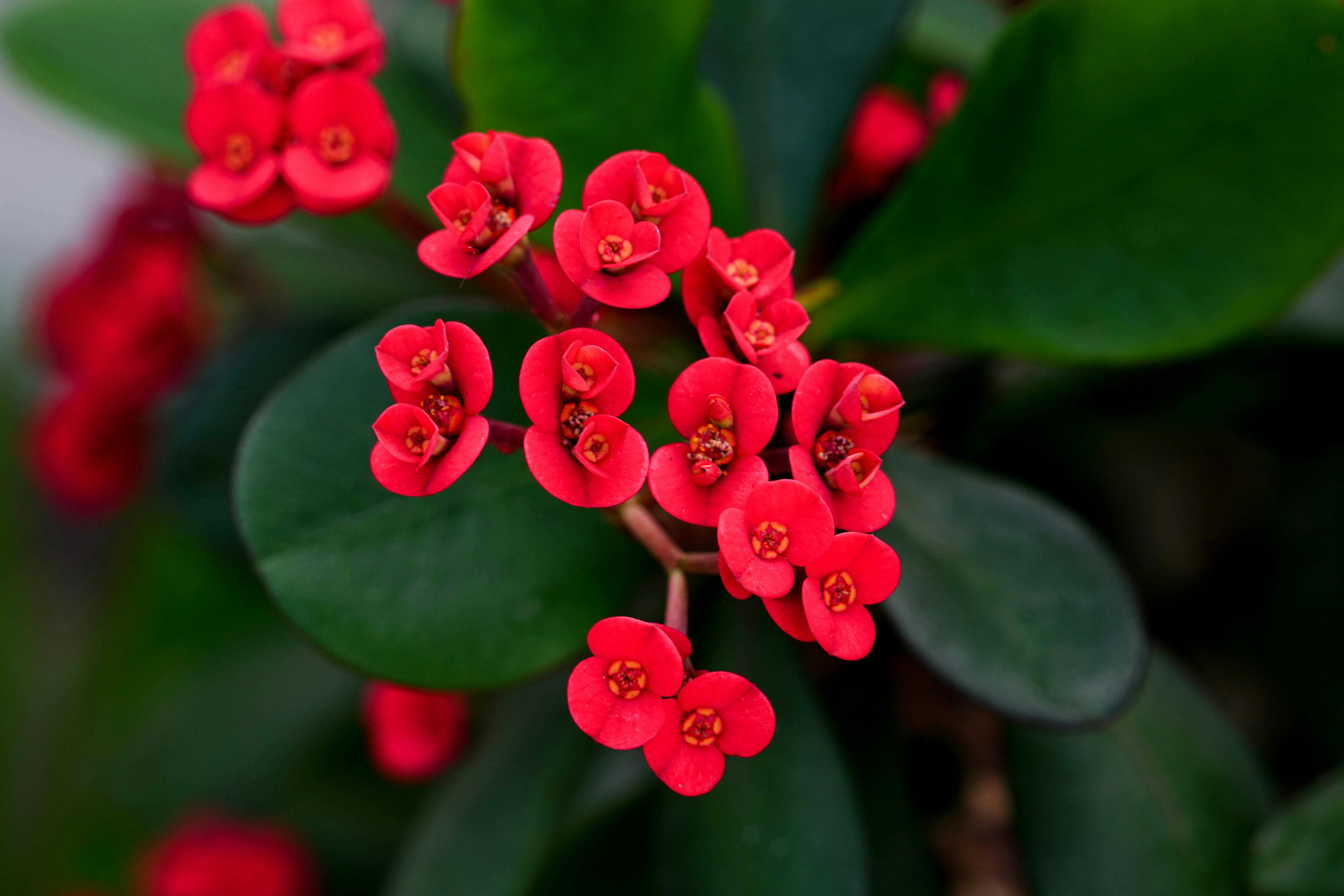 Close-Up Photo of Red Flowers · Free Stock Photo