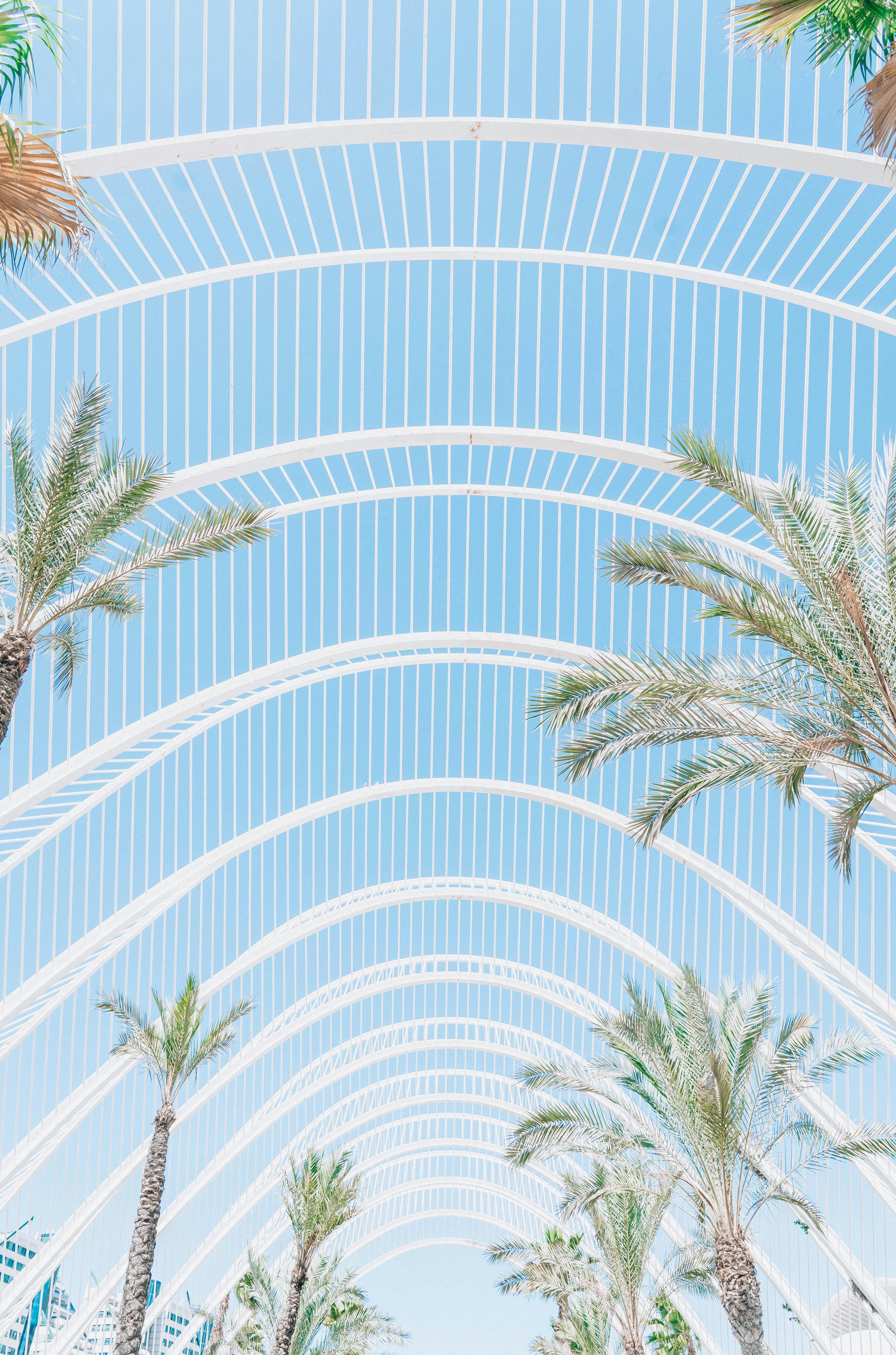 Palm Trees in LUmbracle · Free Stock Photo