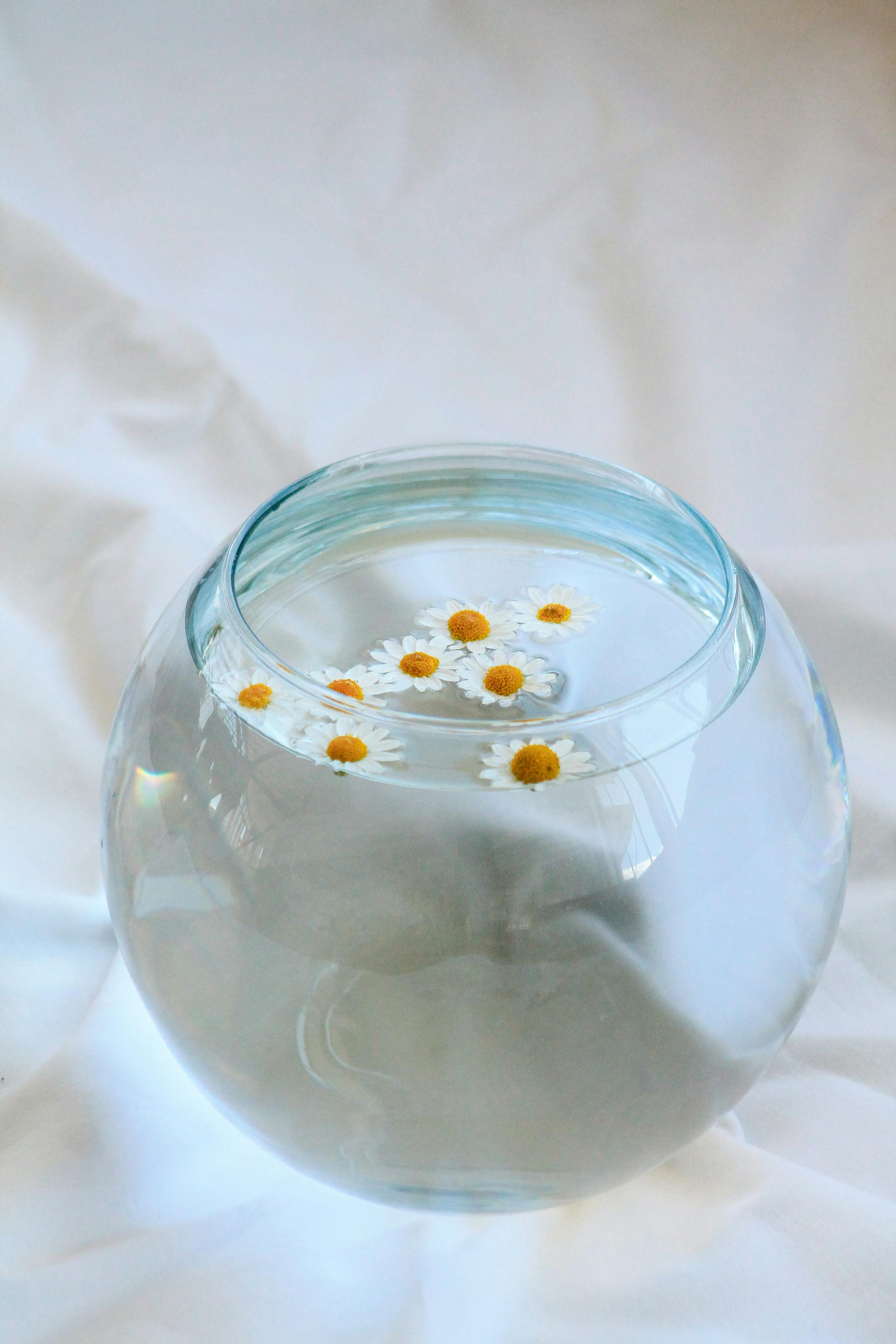White Flowers Floating in Water in Vase · Free Stock Photo