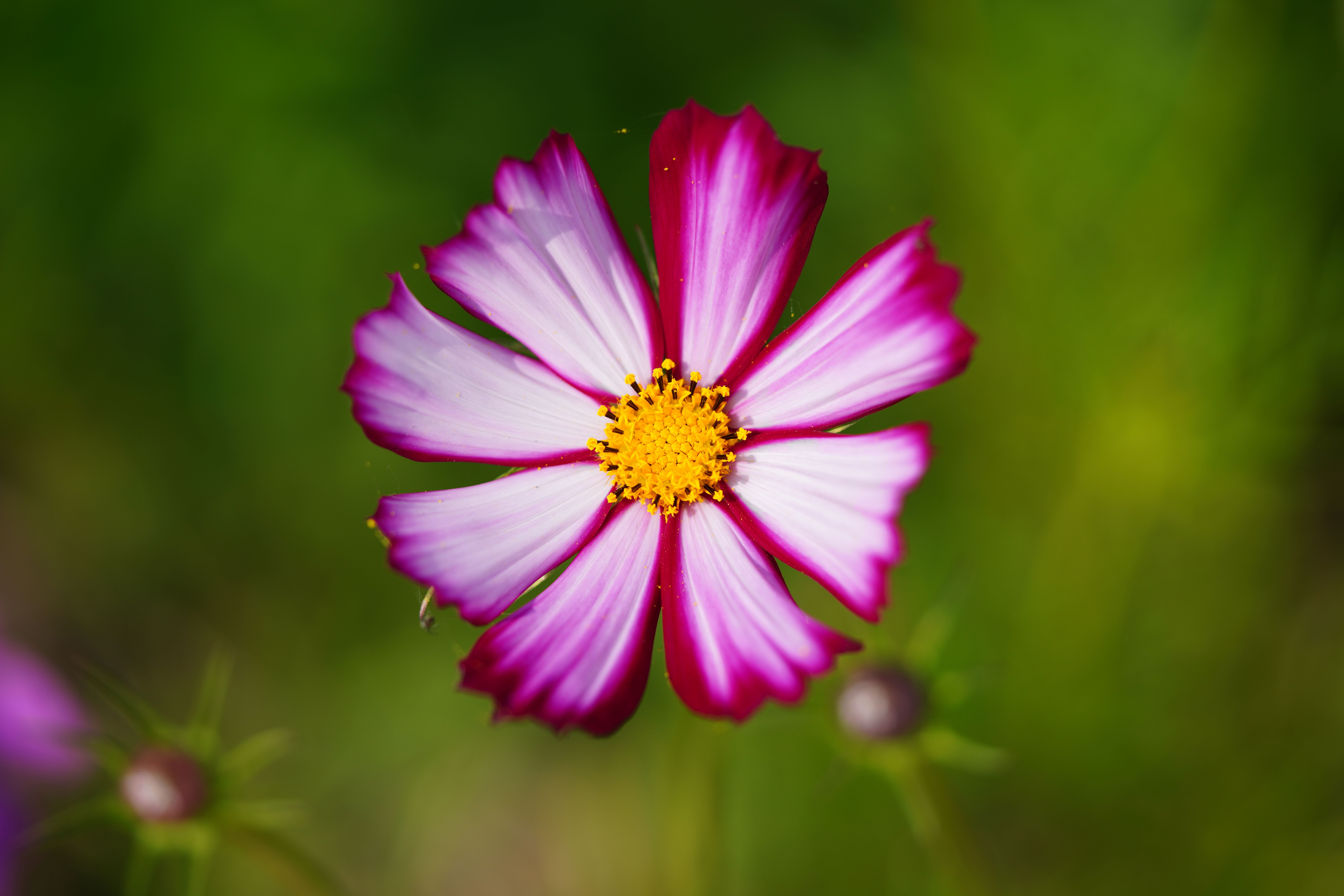 Close-up Photo of a Cosmos Flower · Free Stock Photo