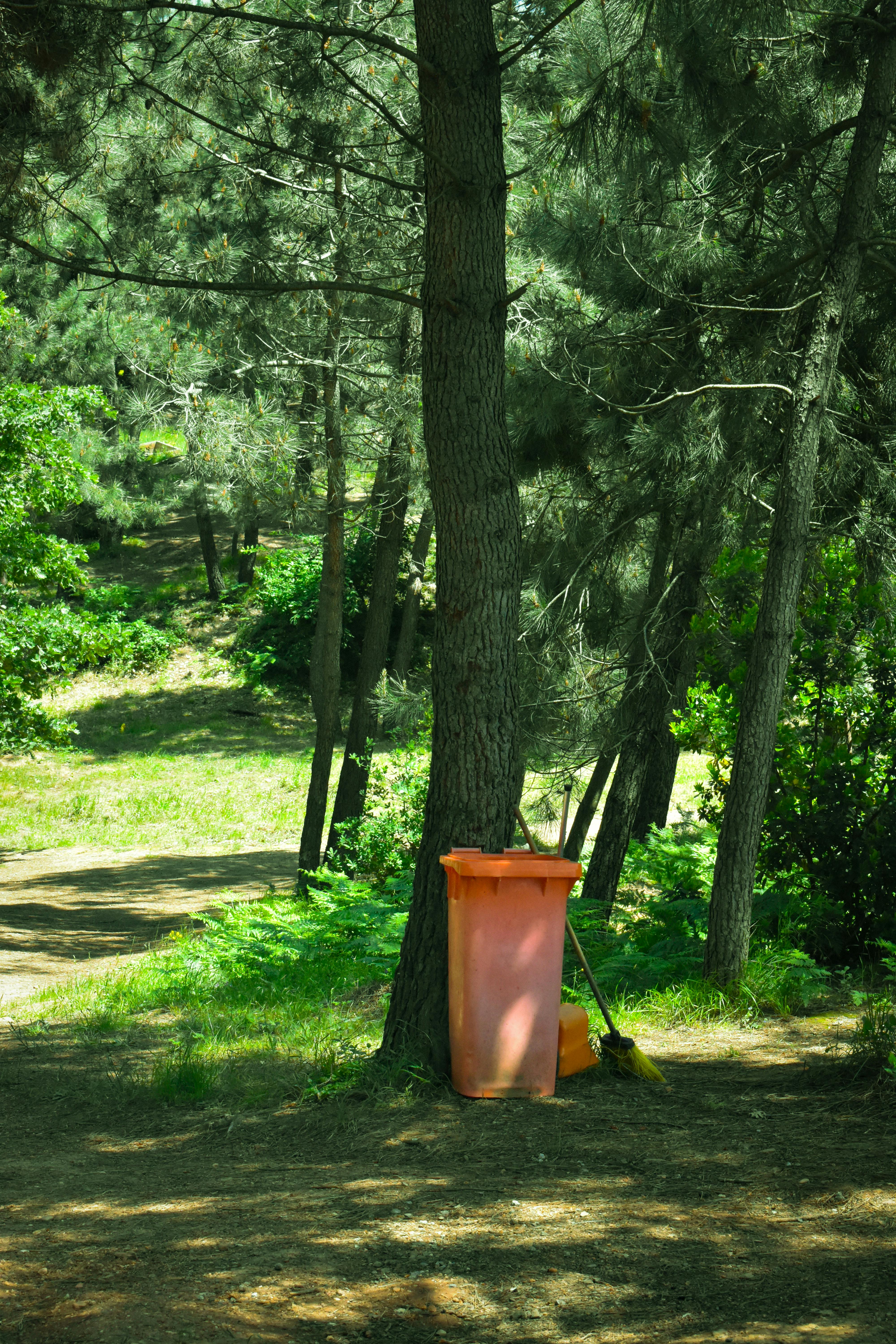 Trash Bin near Trees in Forest · Free Stock Photo