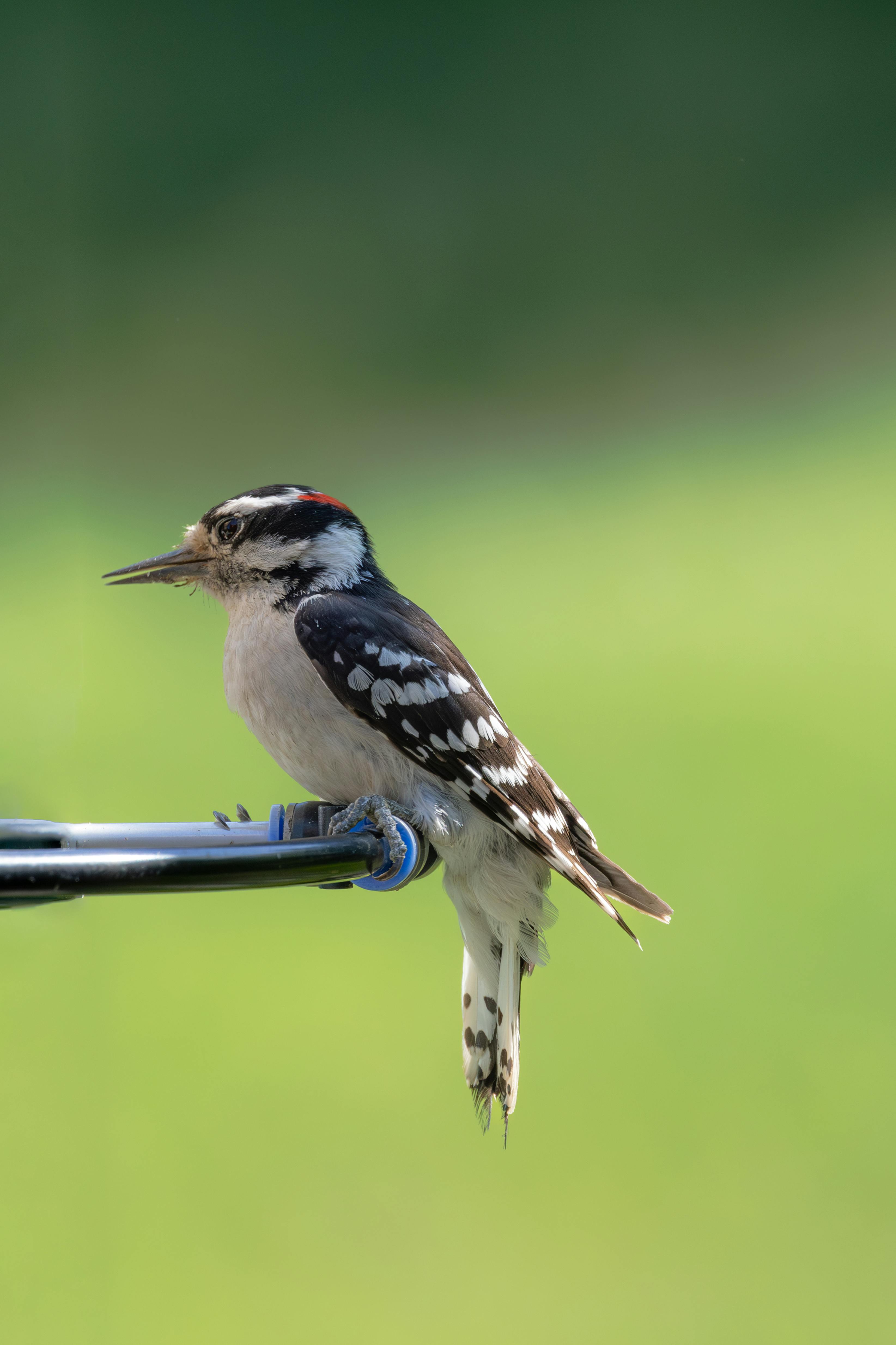 Downy Woodpecker Bird · Free Stock Photo