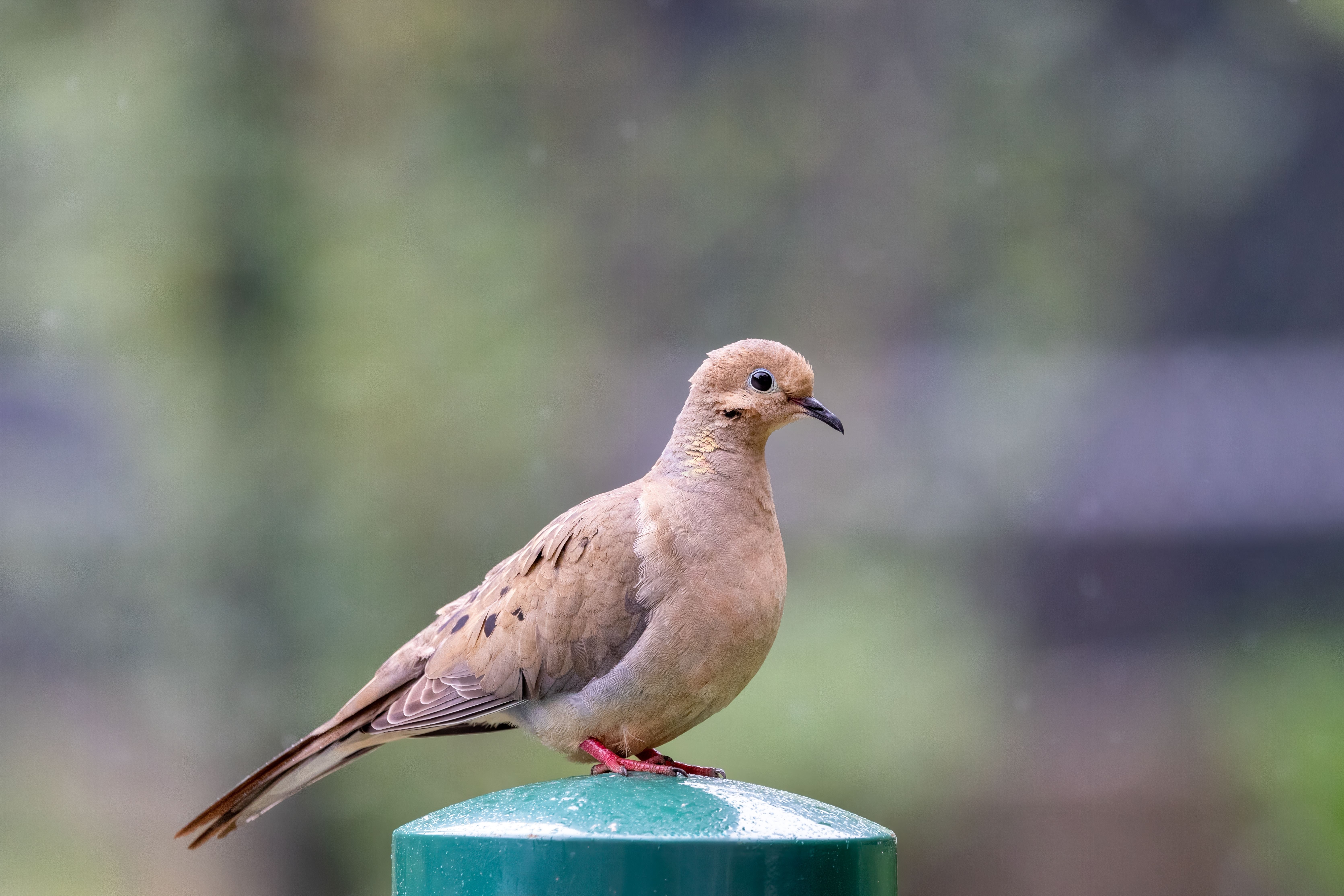 Close up of Pigeon · Free Stock Photo