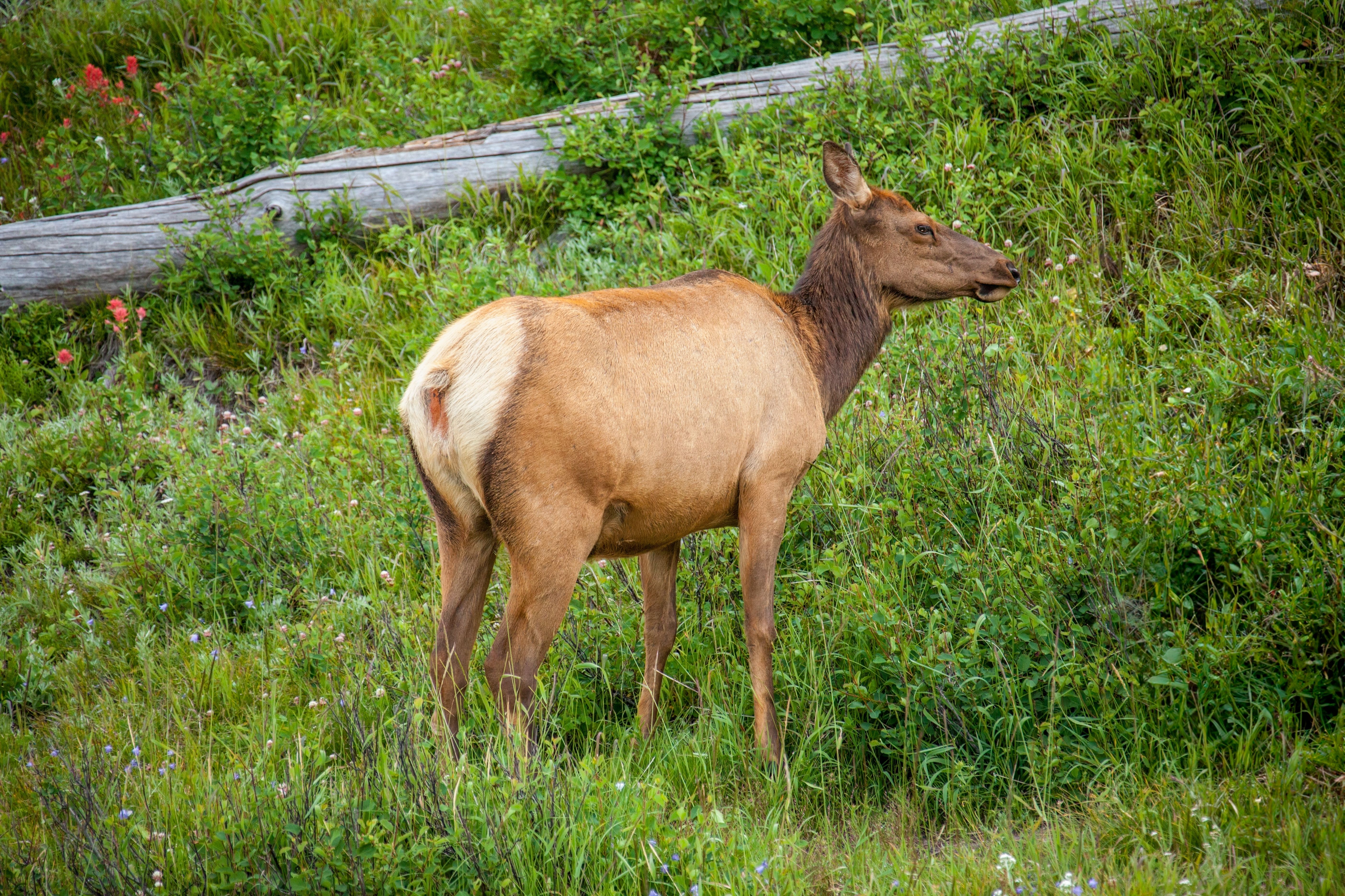 Elk in Nature · Free Stock Photo