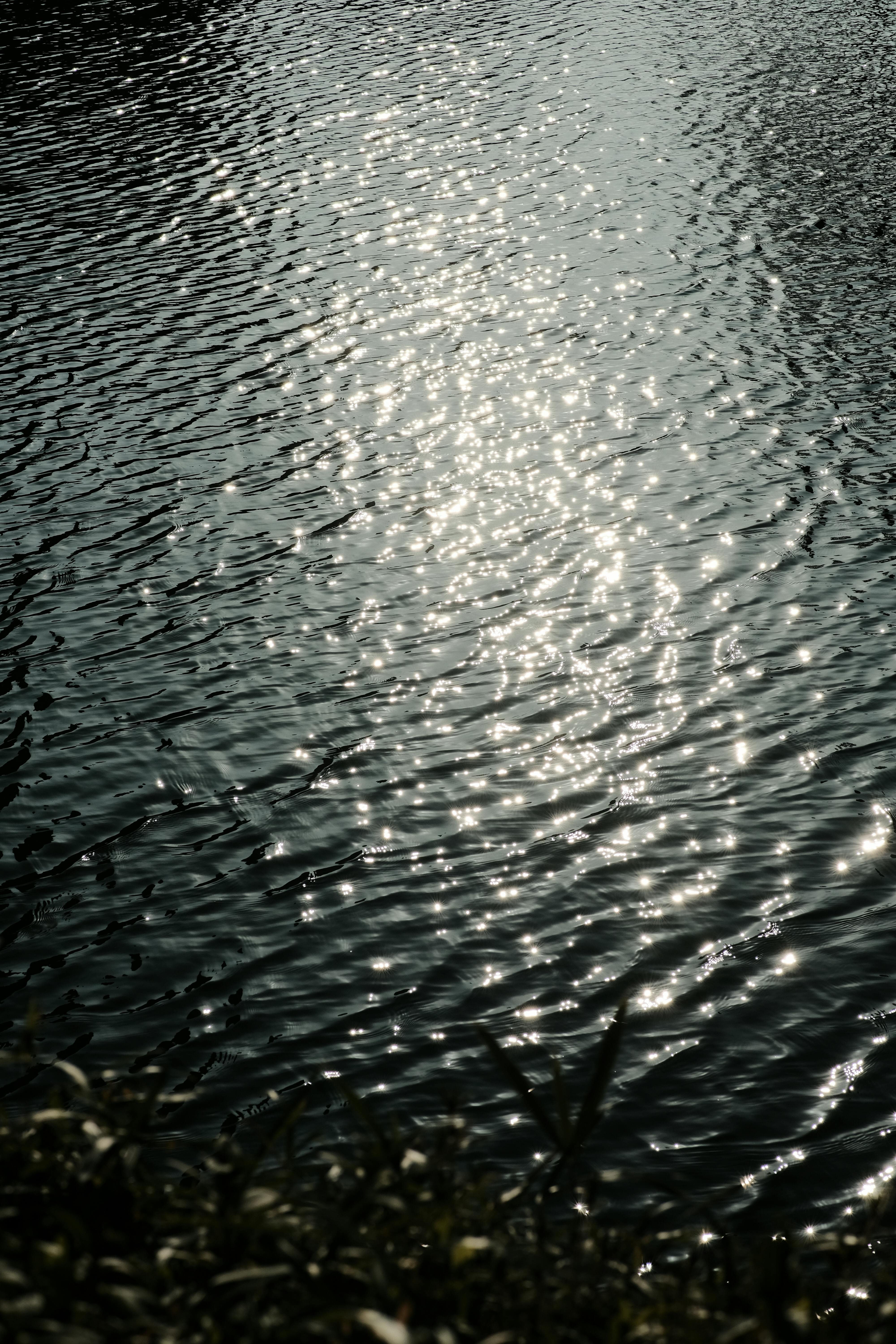 Shiny Water Surface · Free Stock Photo