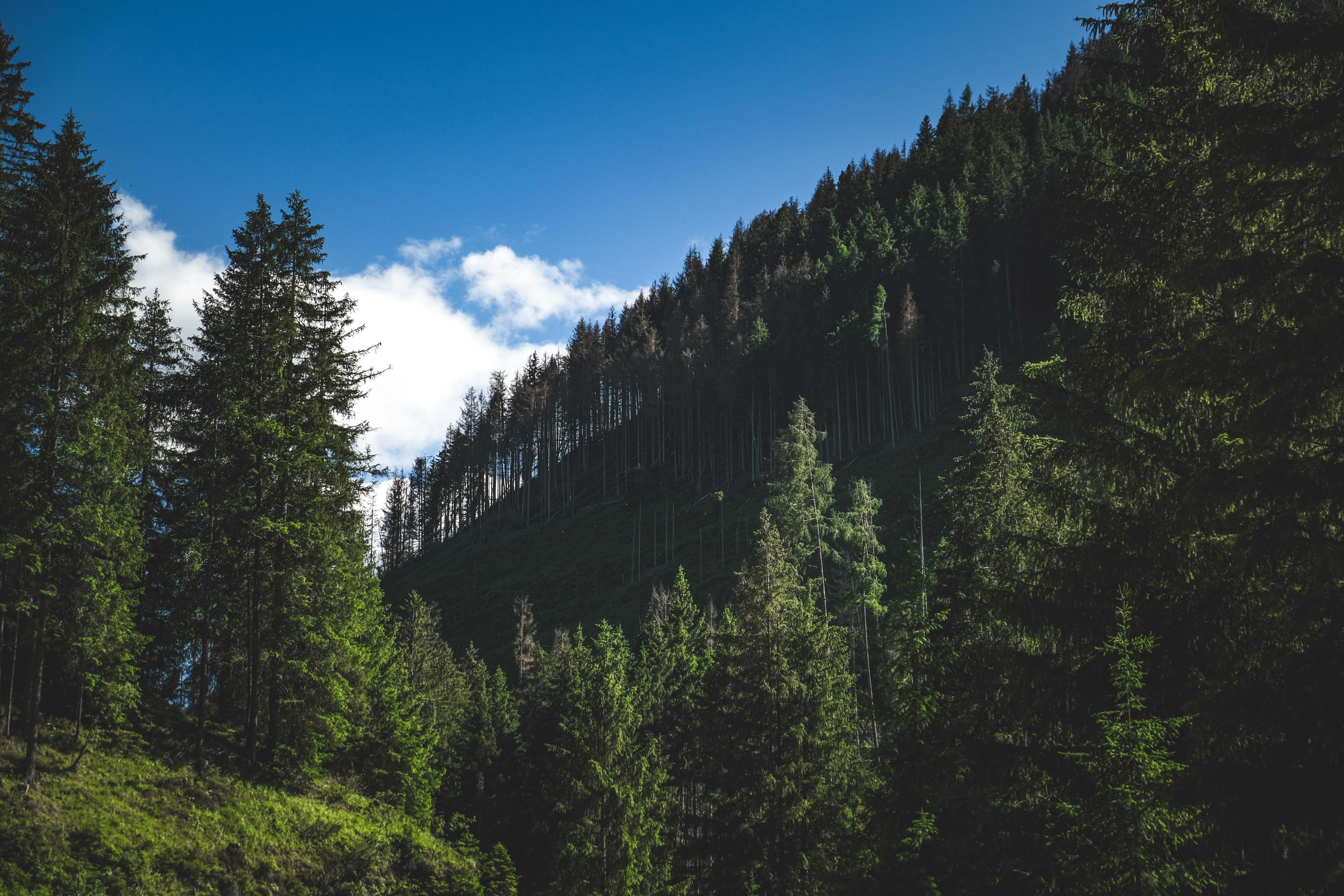 Mountain Slope Covered with Forest · Free Stock Photo