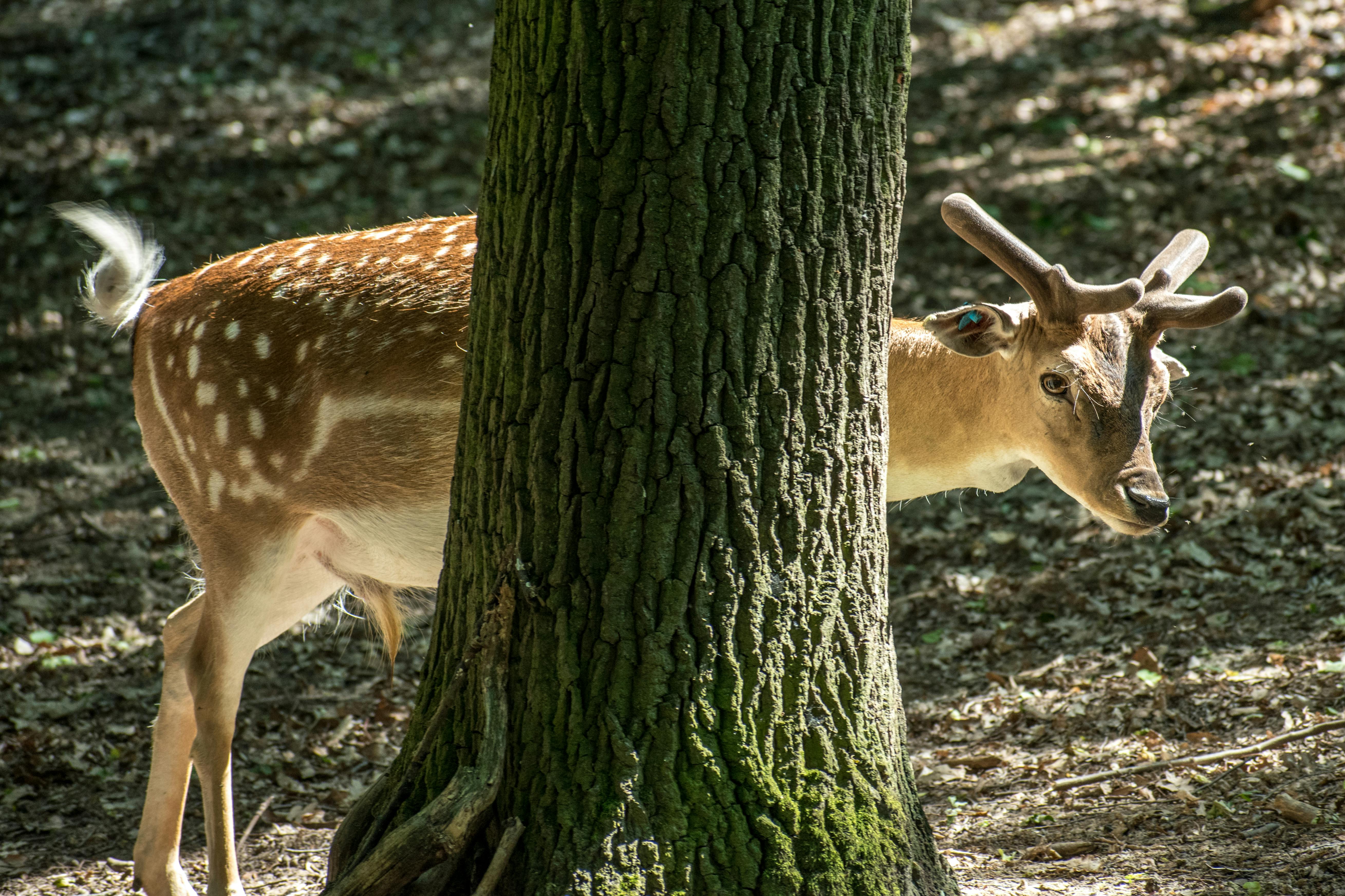 Deer Behind Tree · Free Stock Photo