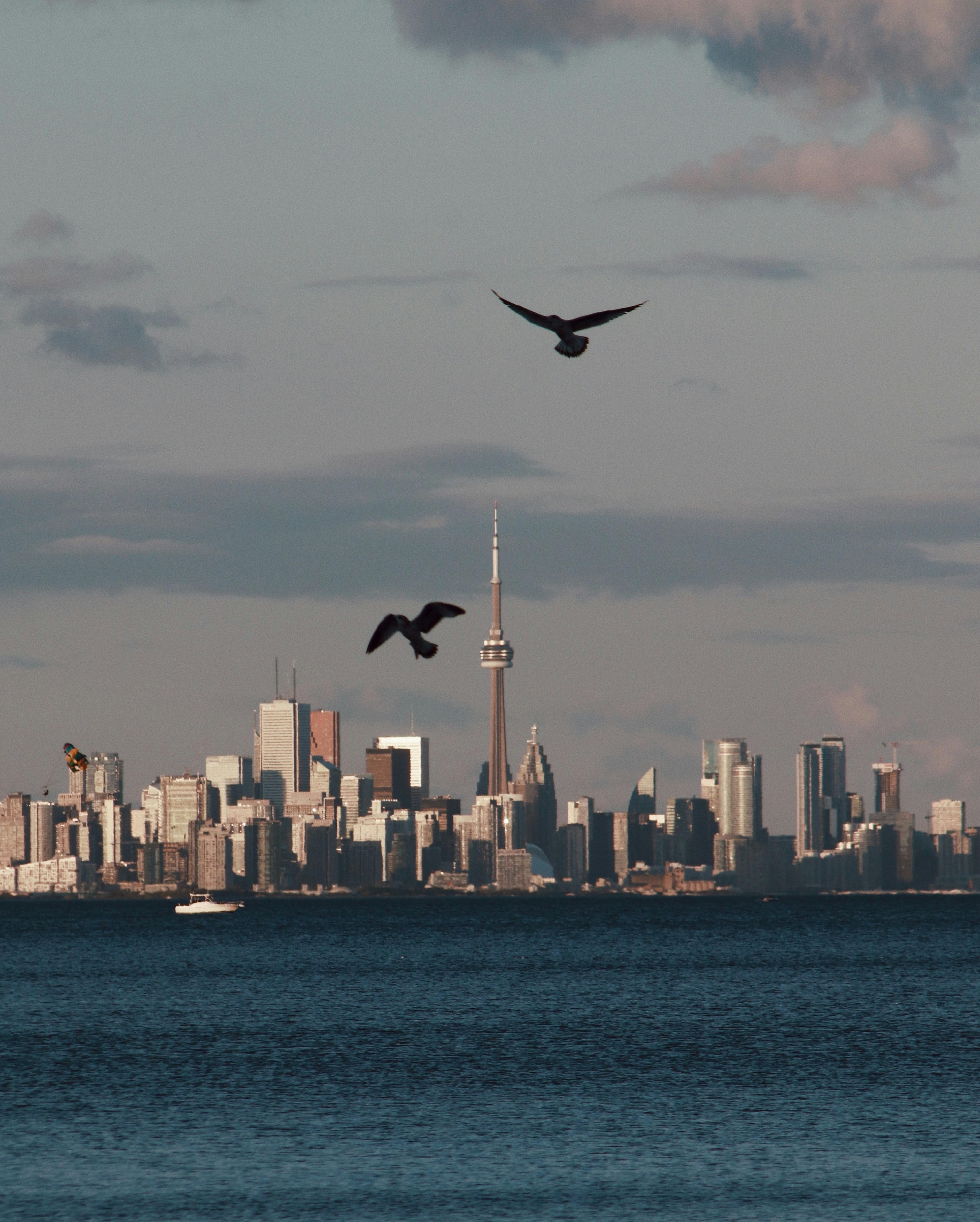 Birds in Air Against Toronto Skyline · Free Stock Photo