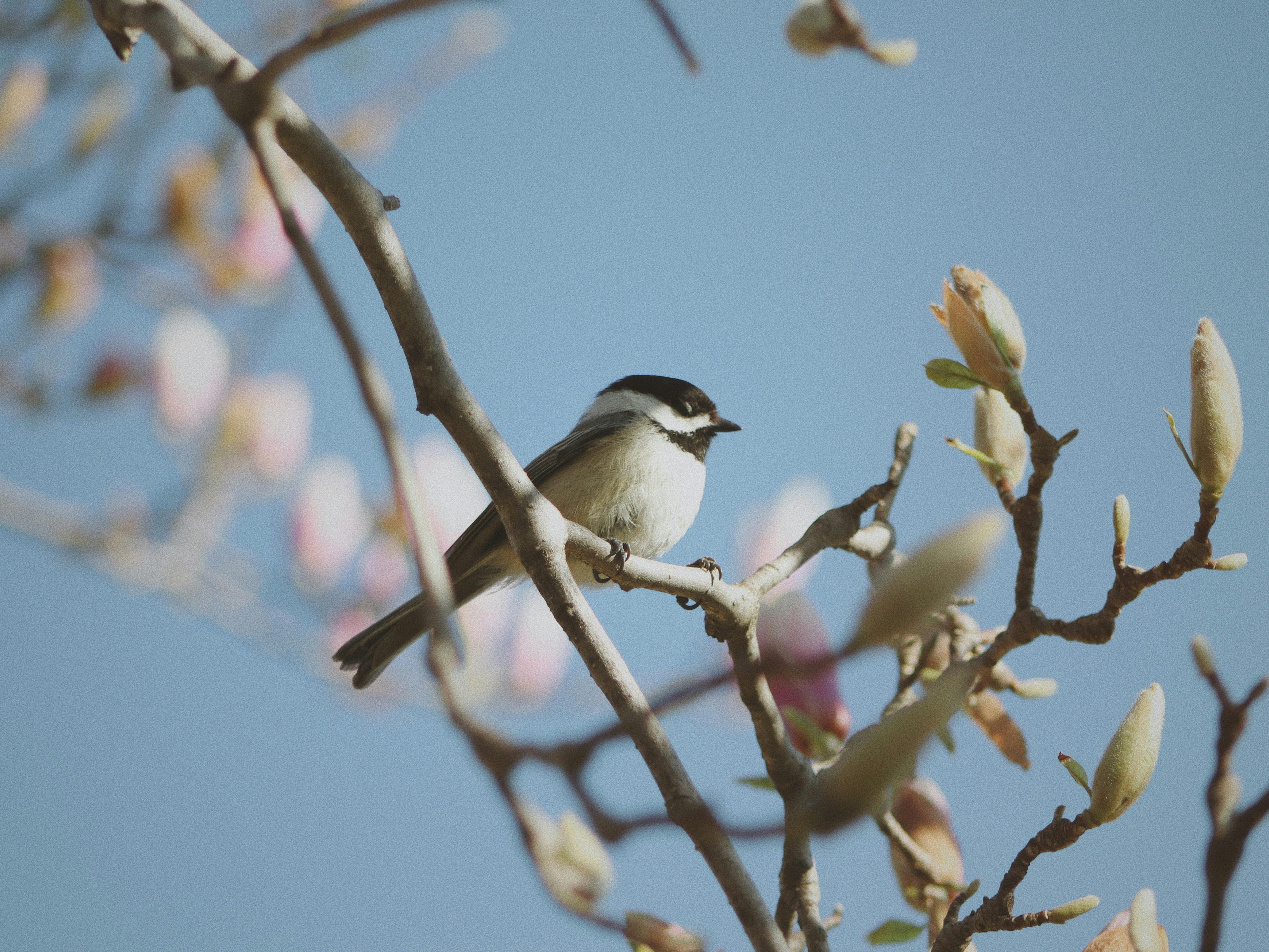 Black-capped Chickadee on Tree · Free Stock Photo