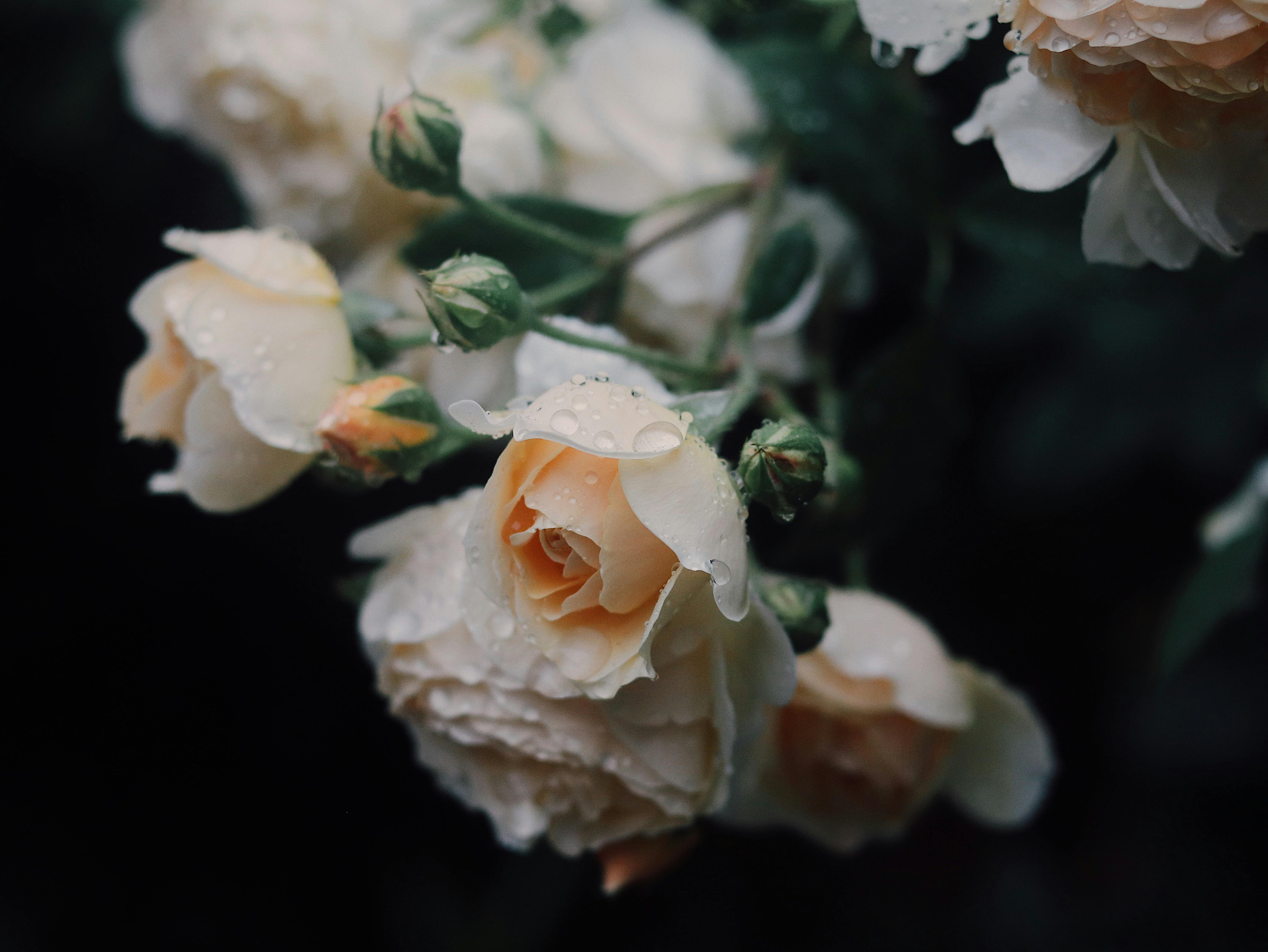 Weeping Roses Photos, Download The BEST Free Weeping Roses Stock Photos ...