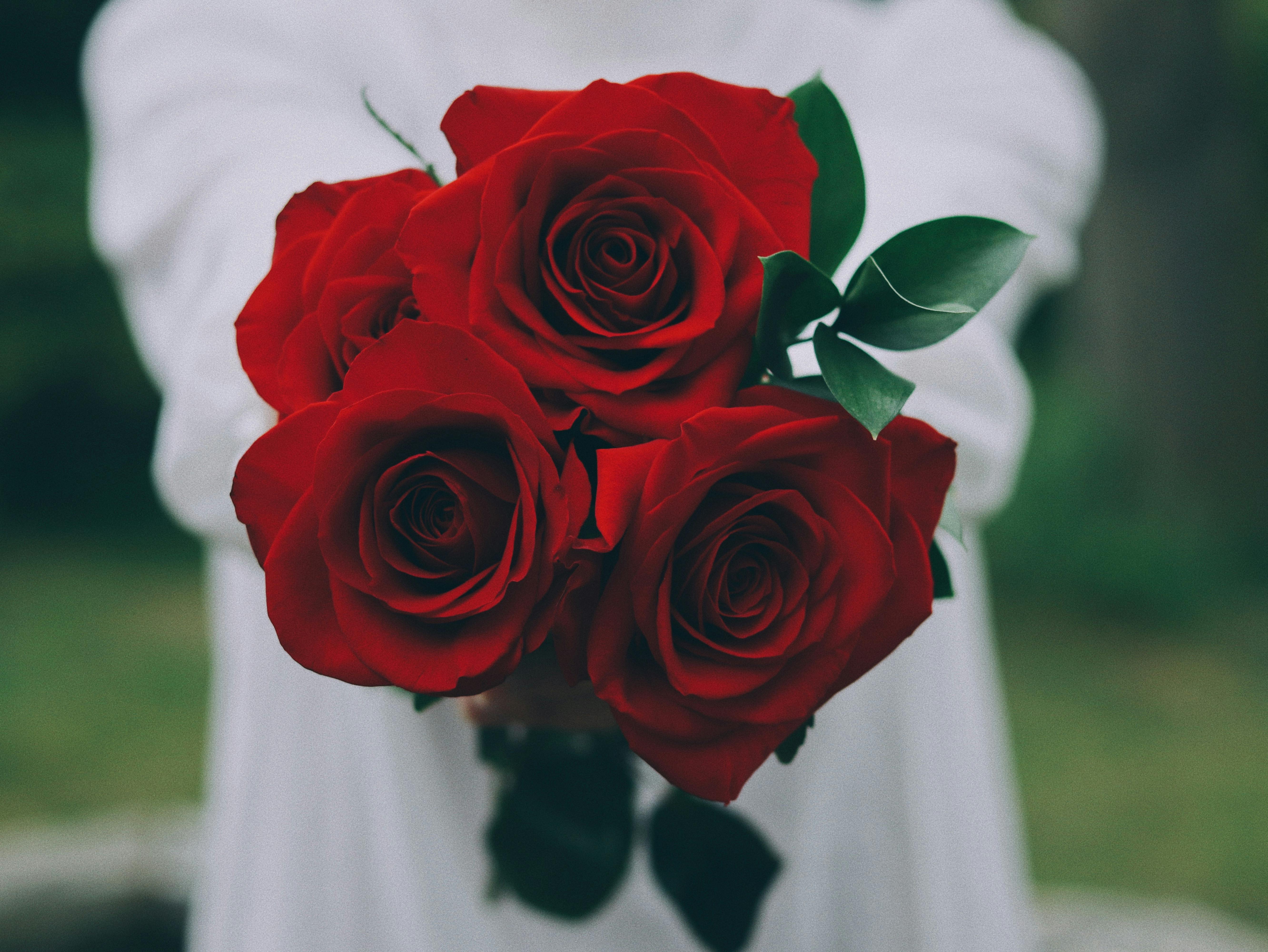 Shallow Focus Photography of Red Rose · Free Stock Photo