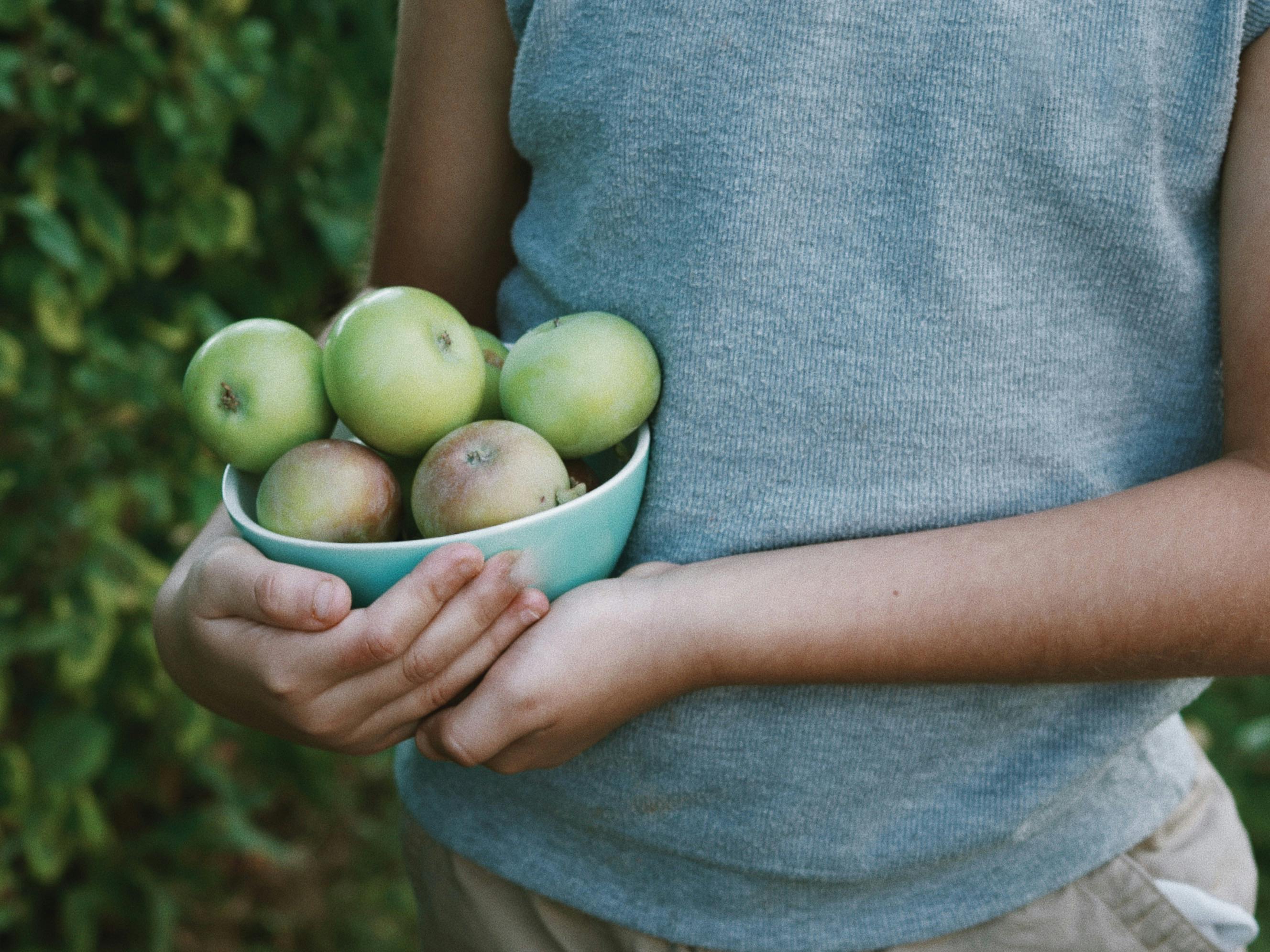Apples on Tree · Free Stock Photo