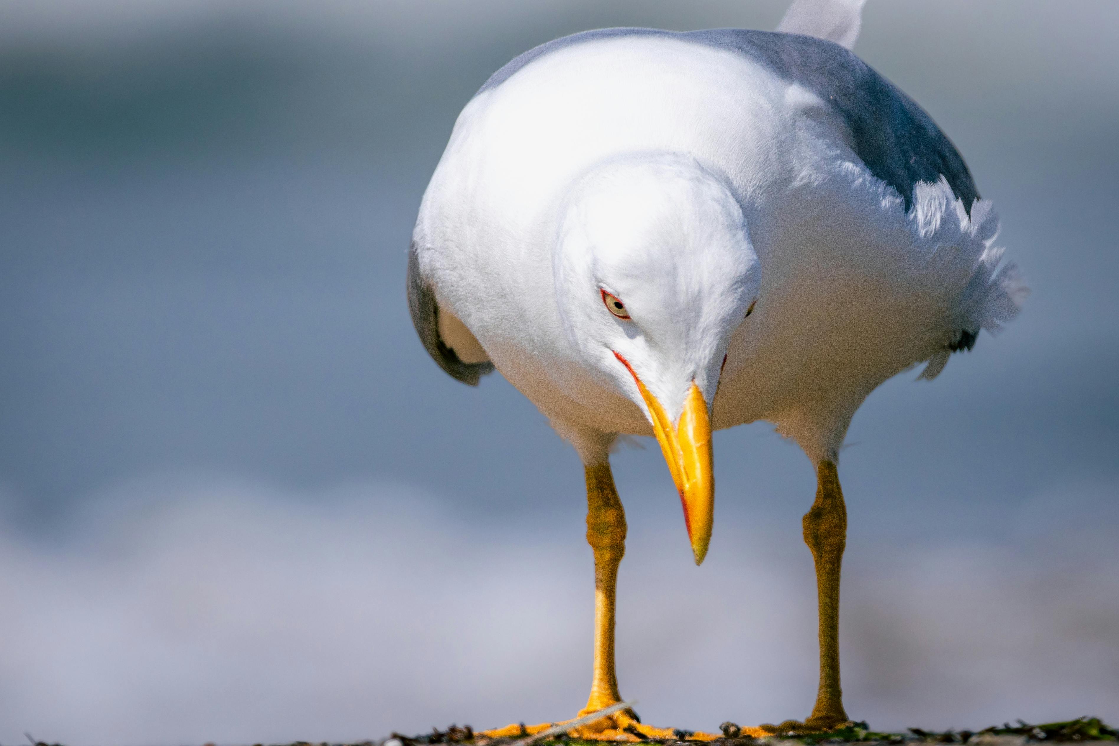 Close-up of a Seagull · Free Stock Photo