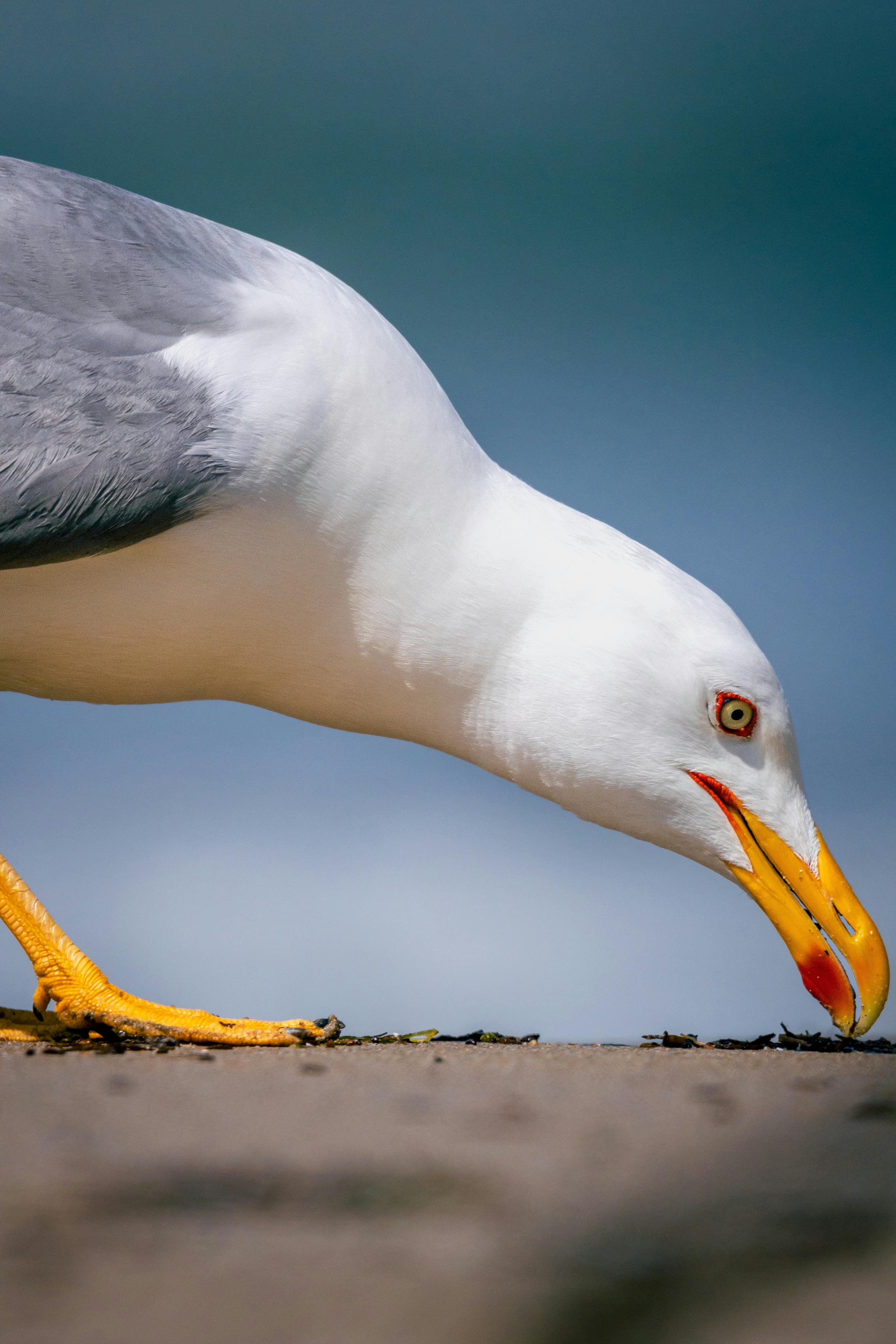 Close-up of a Harz Roller Canary · Free Stock Photo