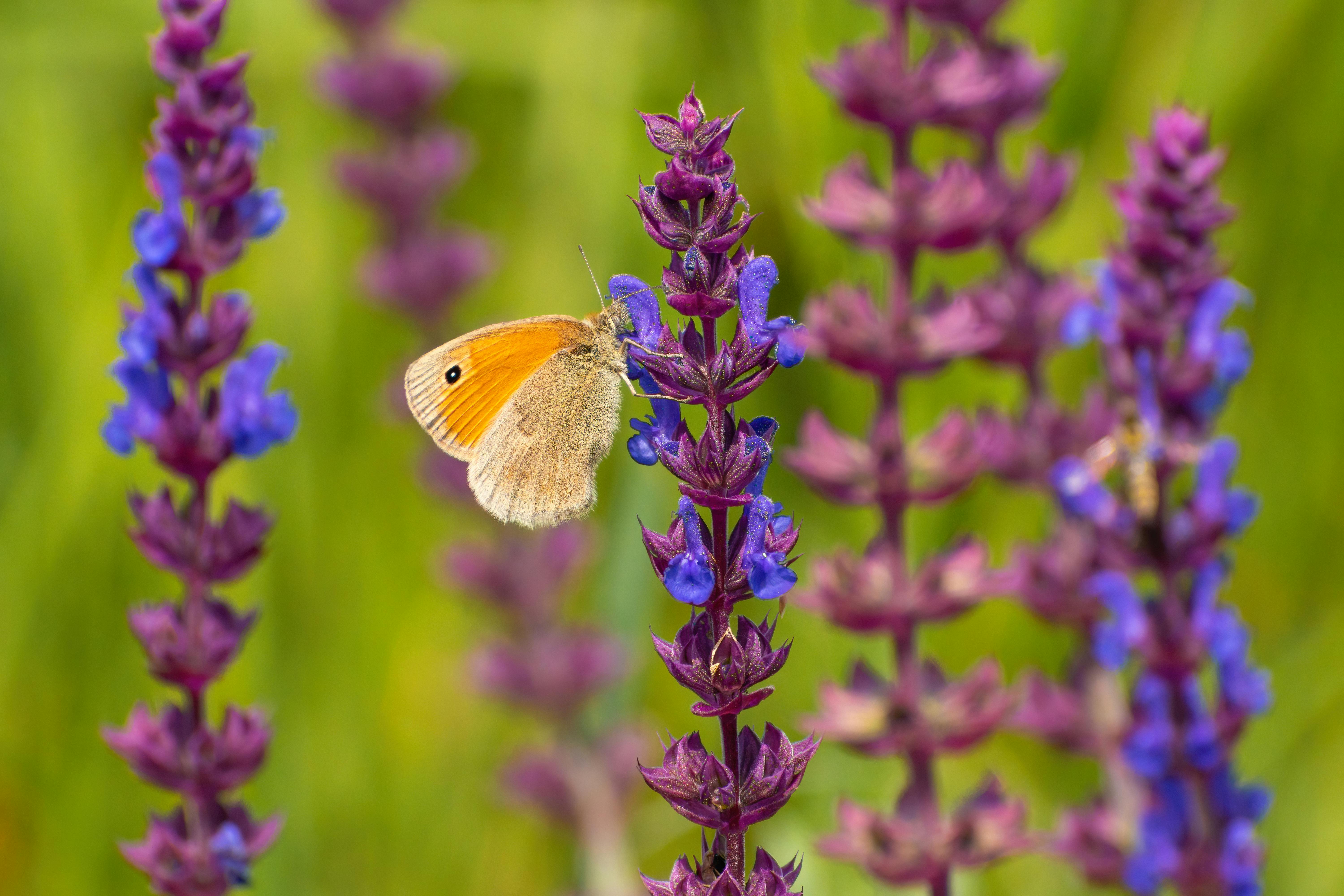 Butterfly Sitting on Blooming Plant · Free Stock Photo
