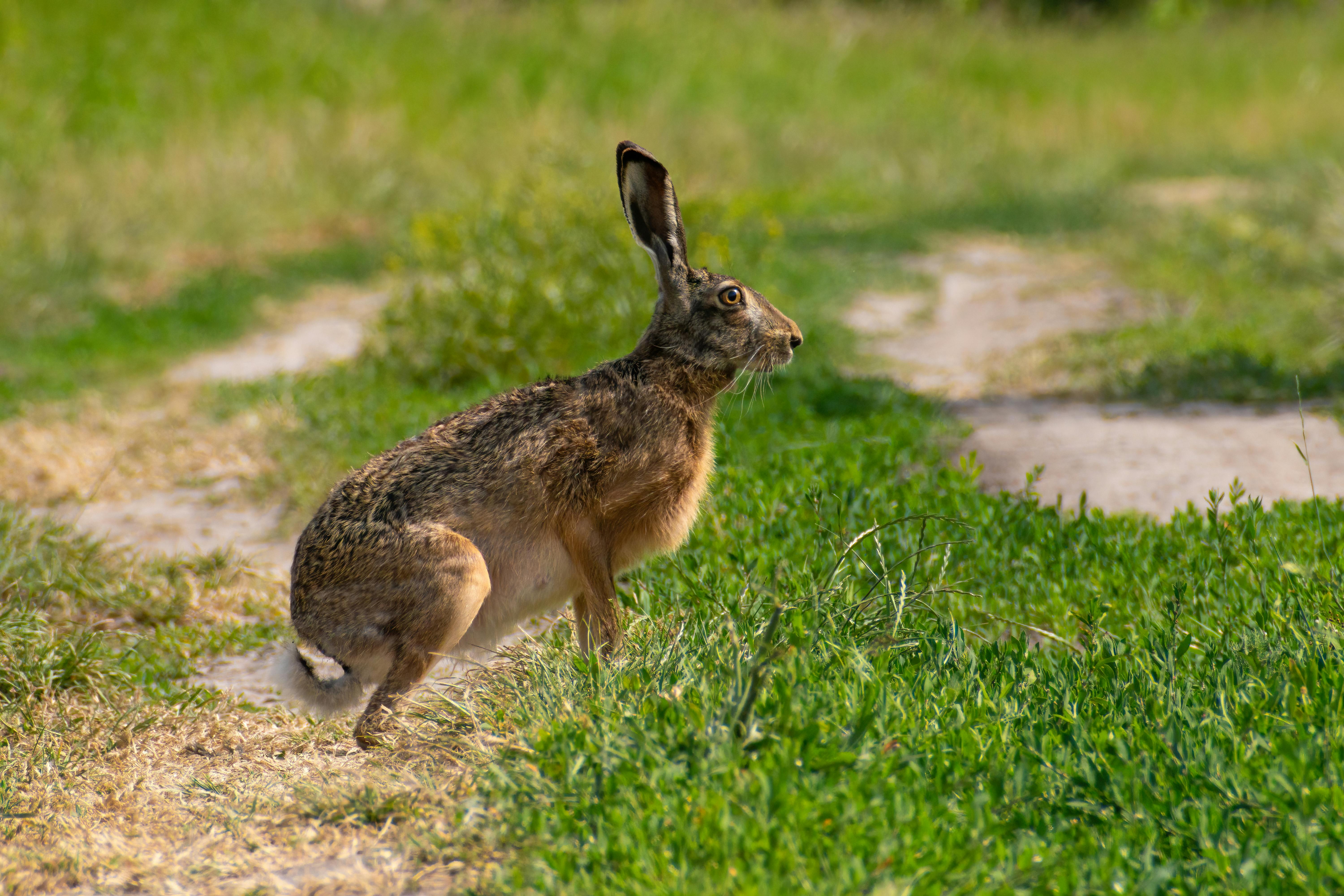 A Hare in a Field · Free Stock Photo