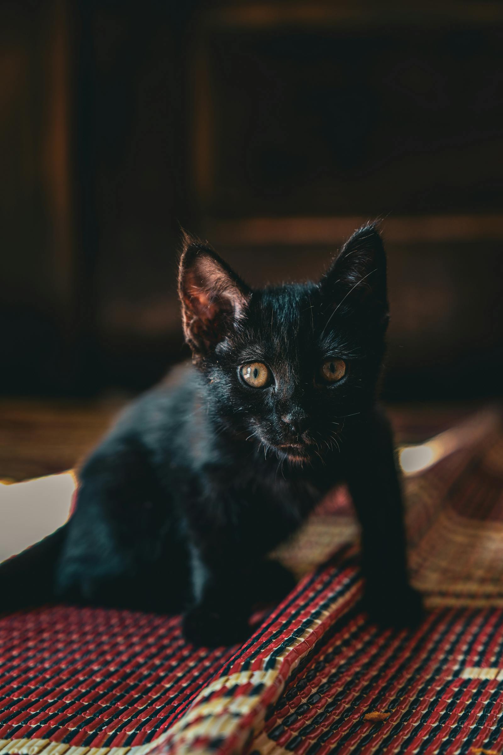 Baby Black Cat Photos, Download The BEST Free Baby Black Cat Stock ...